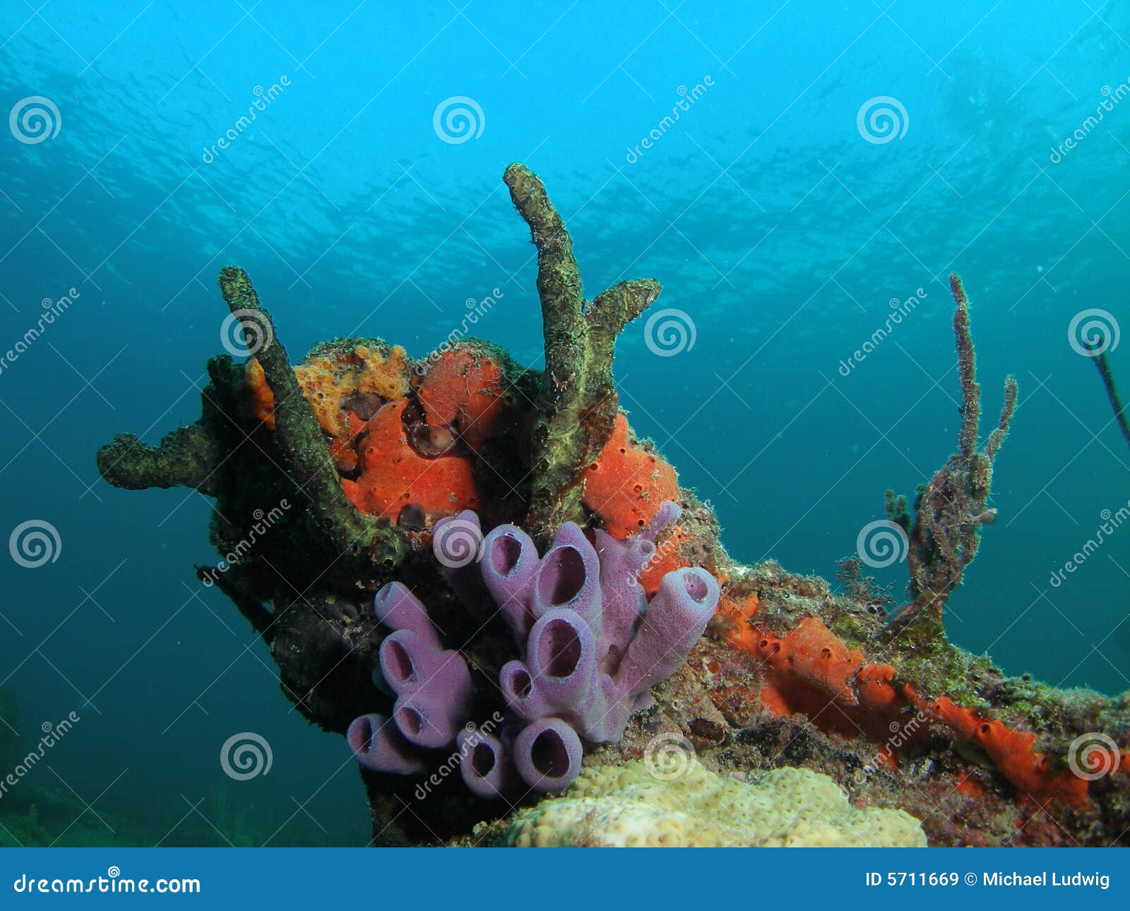 Coral Reef stock image. Image of ocean, tube, reef, scuba - 5711669