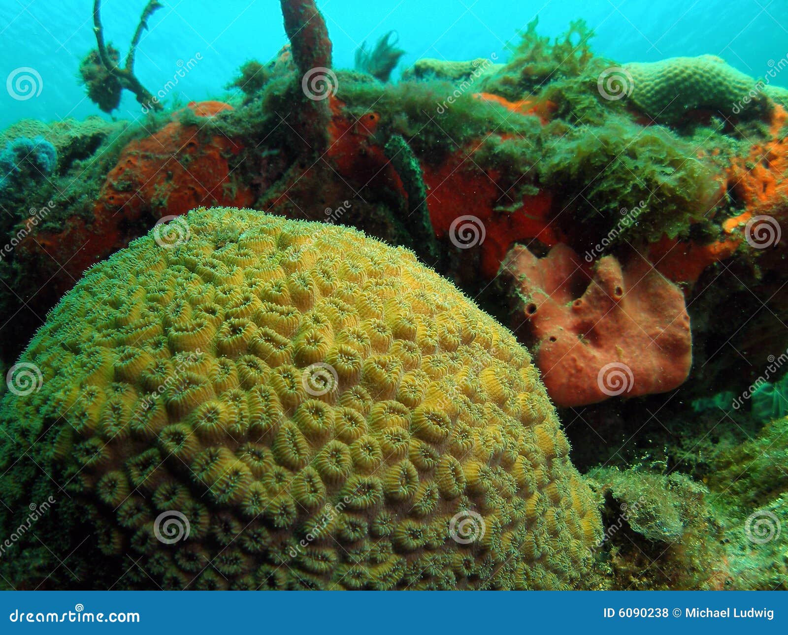 Coral Reef stock photo. Image of atlantic, beach, pompano - 6090238