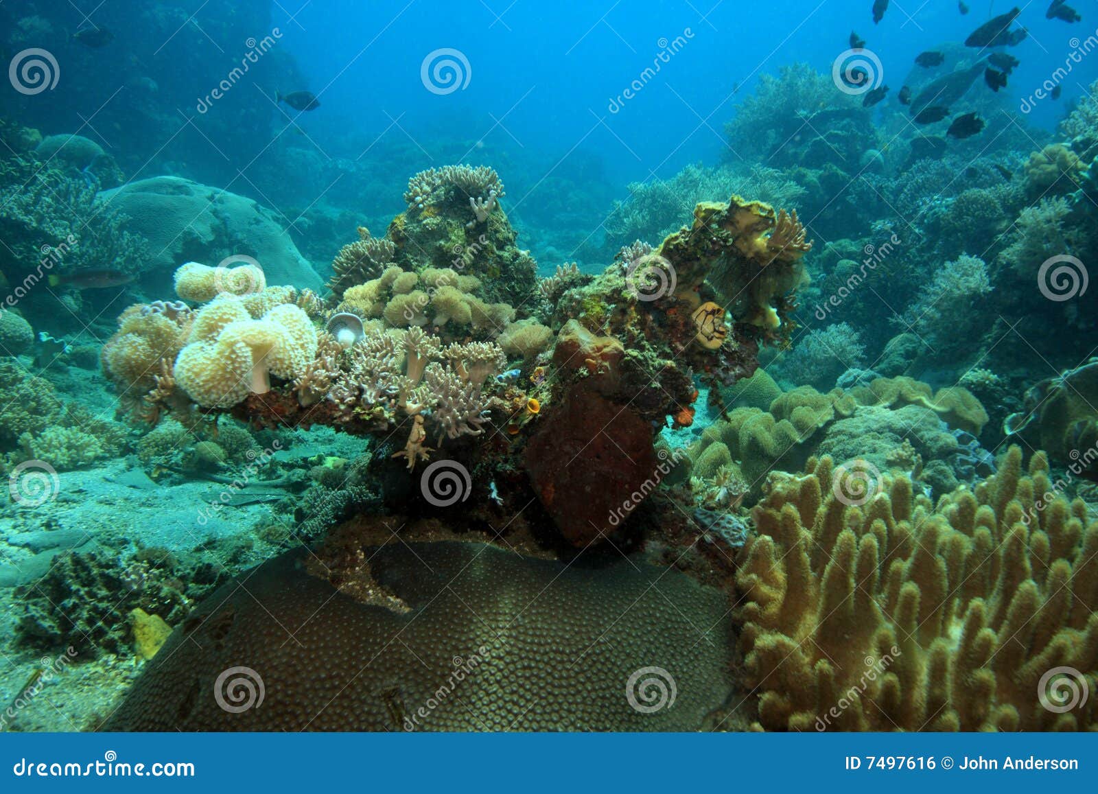 Coral reef stock photo. Image of life, horizontal, community - 7497616