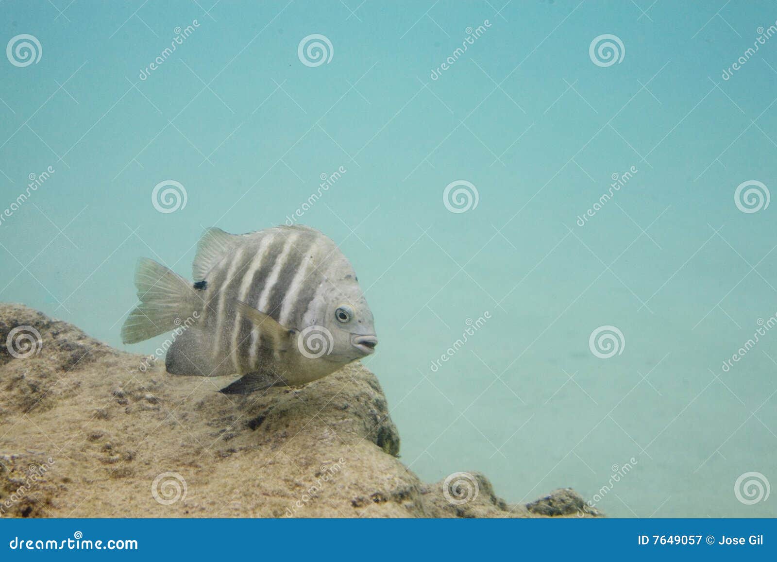 Coral Reef stock image. Image of diving, life, text, fishing - 7649057