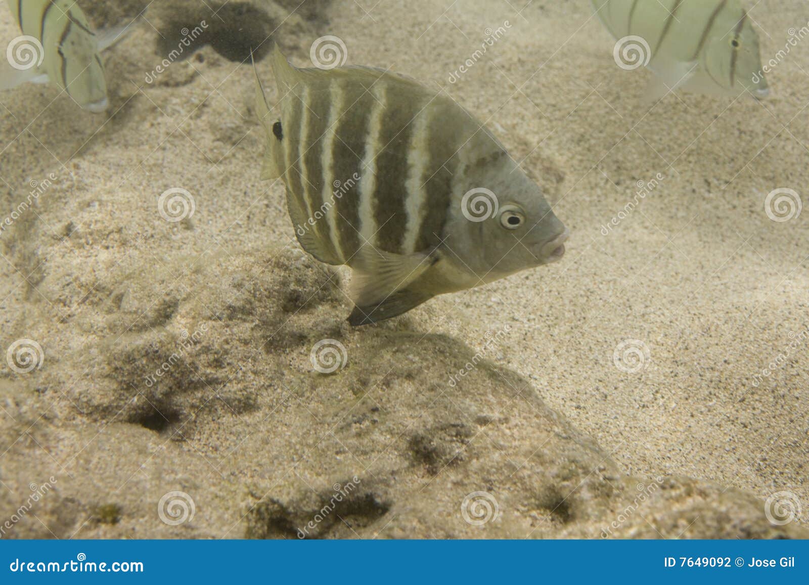 Kupipi Stock Photos - Free & Royalty-Free Stock Photos from Dreamstime