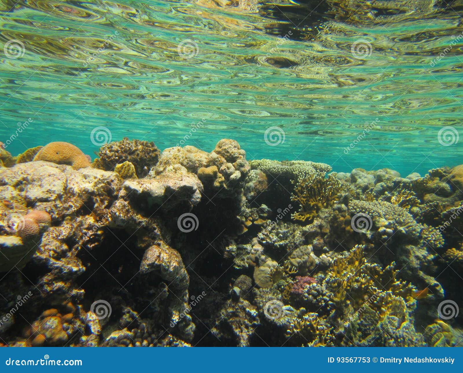 Coral Reef image stock. Image du détendez, outside, horizontal - 93567753