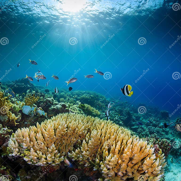 Coral reef, AI generated stock illustration. Illustration of generated ...