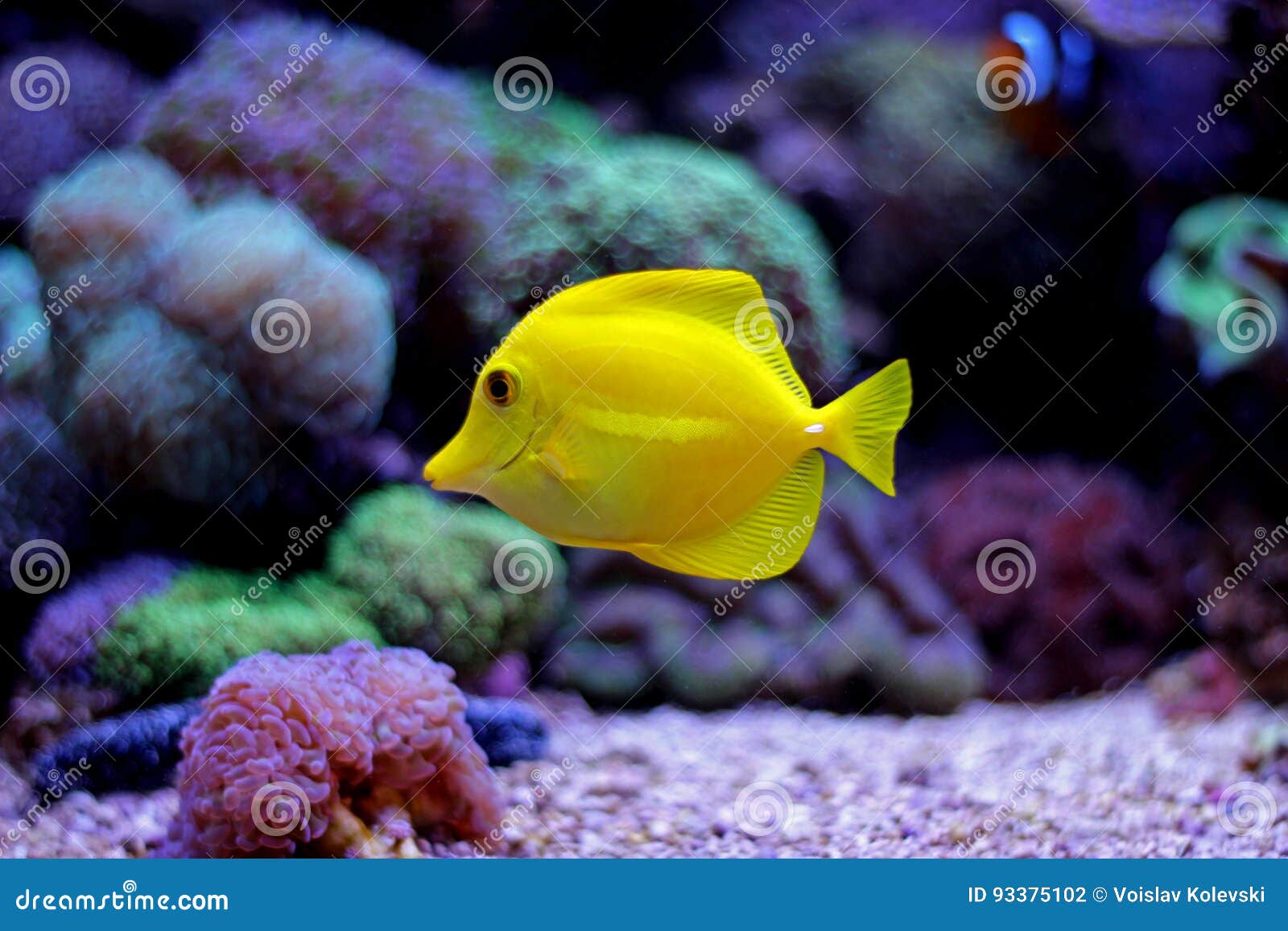 Coral reef aquarium fish stock photo. Image of undersea - 93375102
