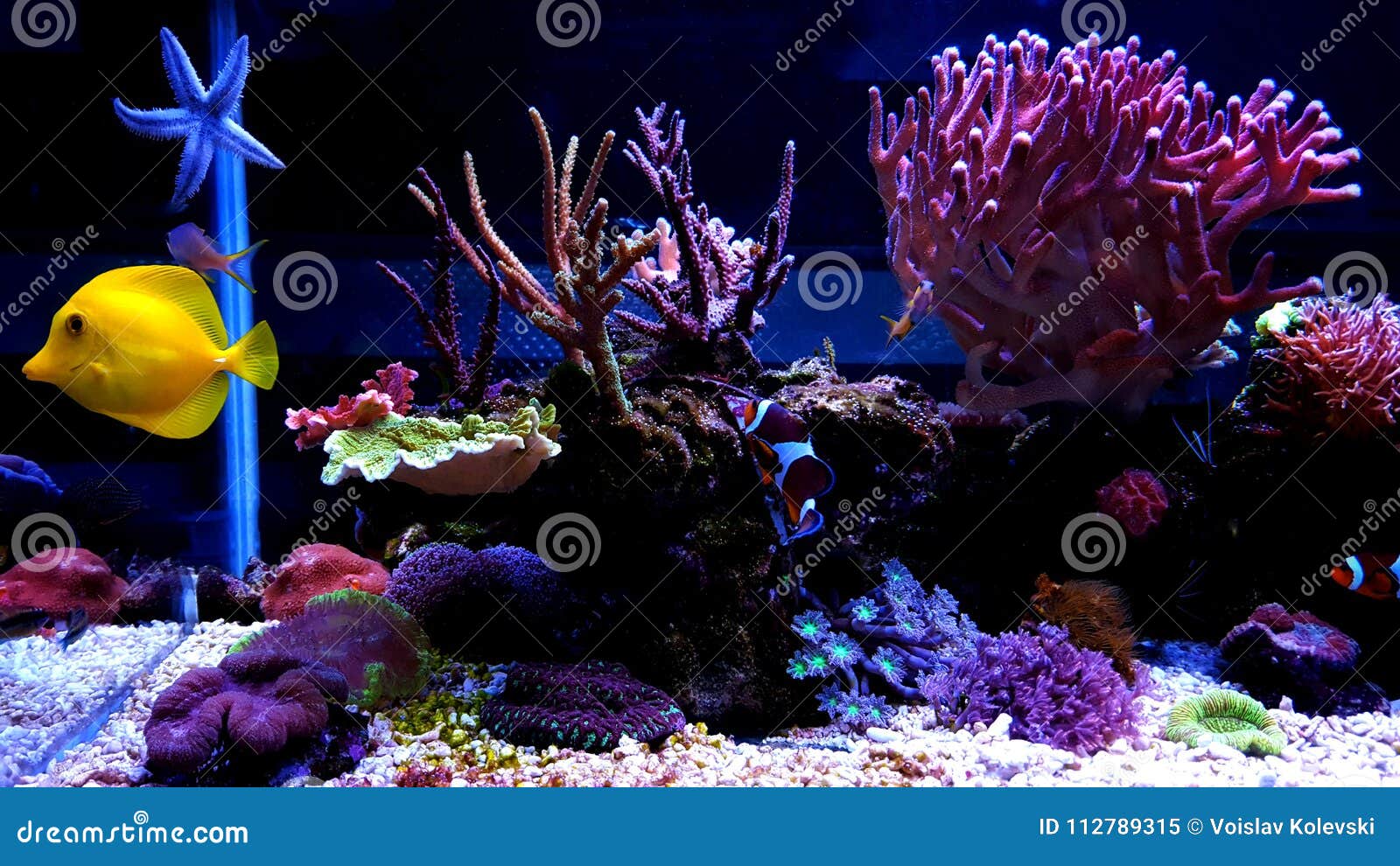 Coral Reef Aquarium Tank Scene Imagem de Stock - Imagem de imagem ...