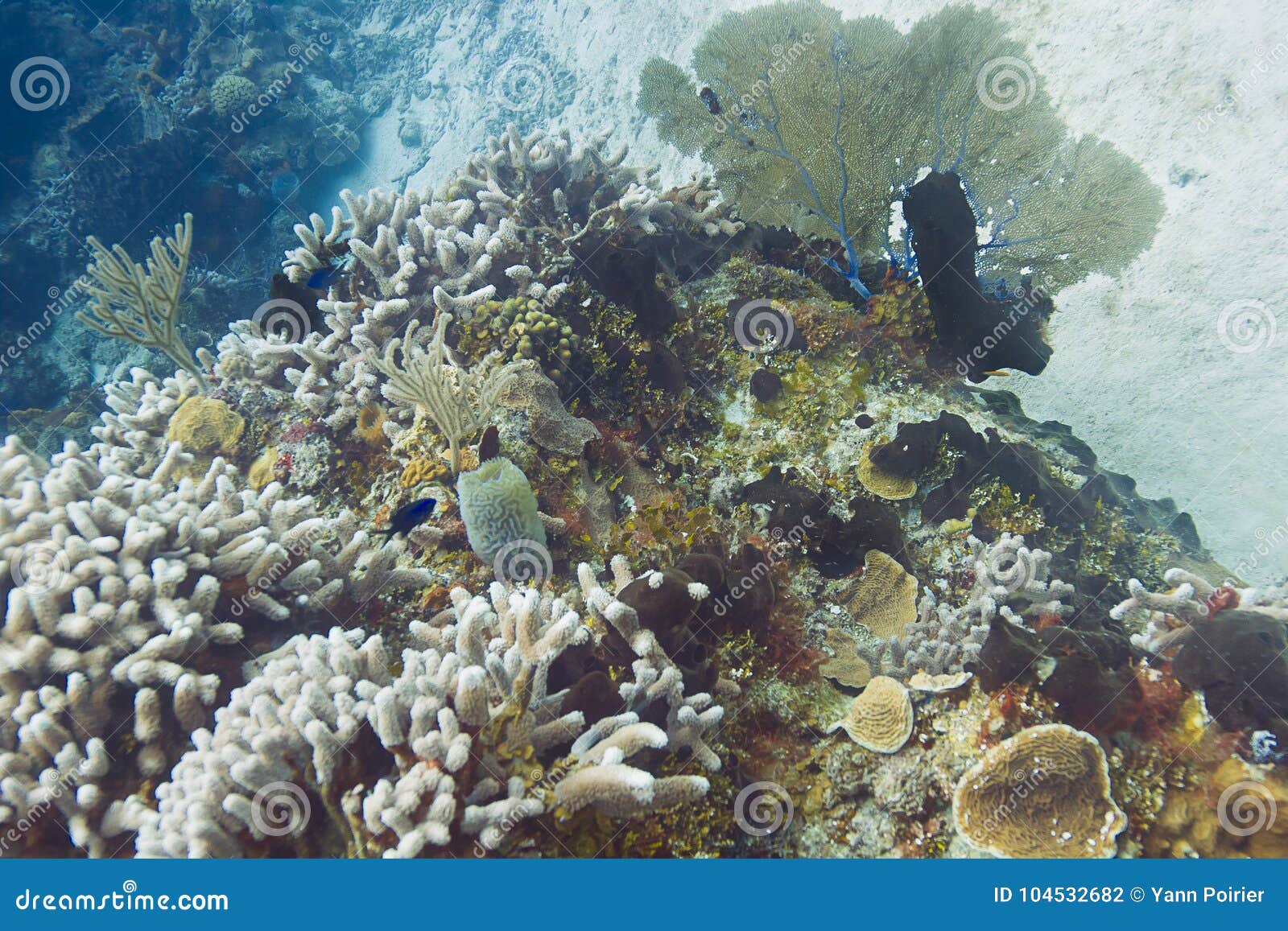 Atlantic coral reef stock photo. Image of scuba, seascape - 104532682