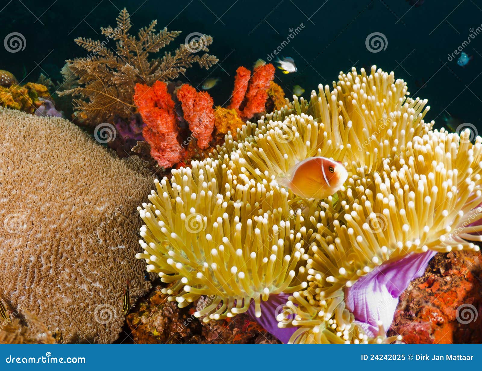 Coral reef at Bali stock image. Image of asia, life, scuba - 24242025