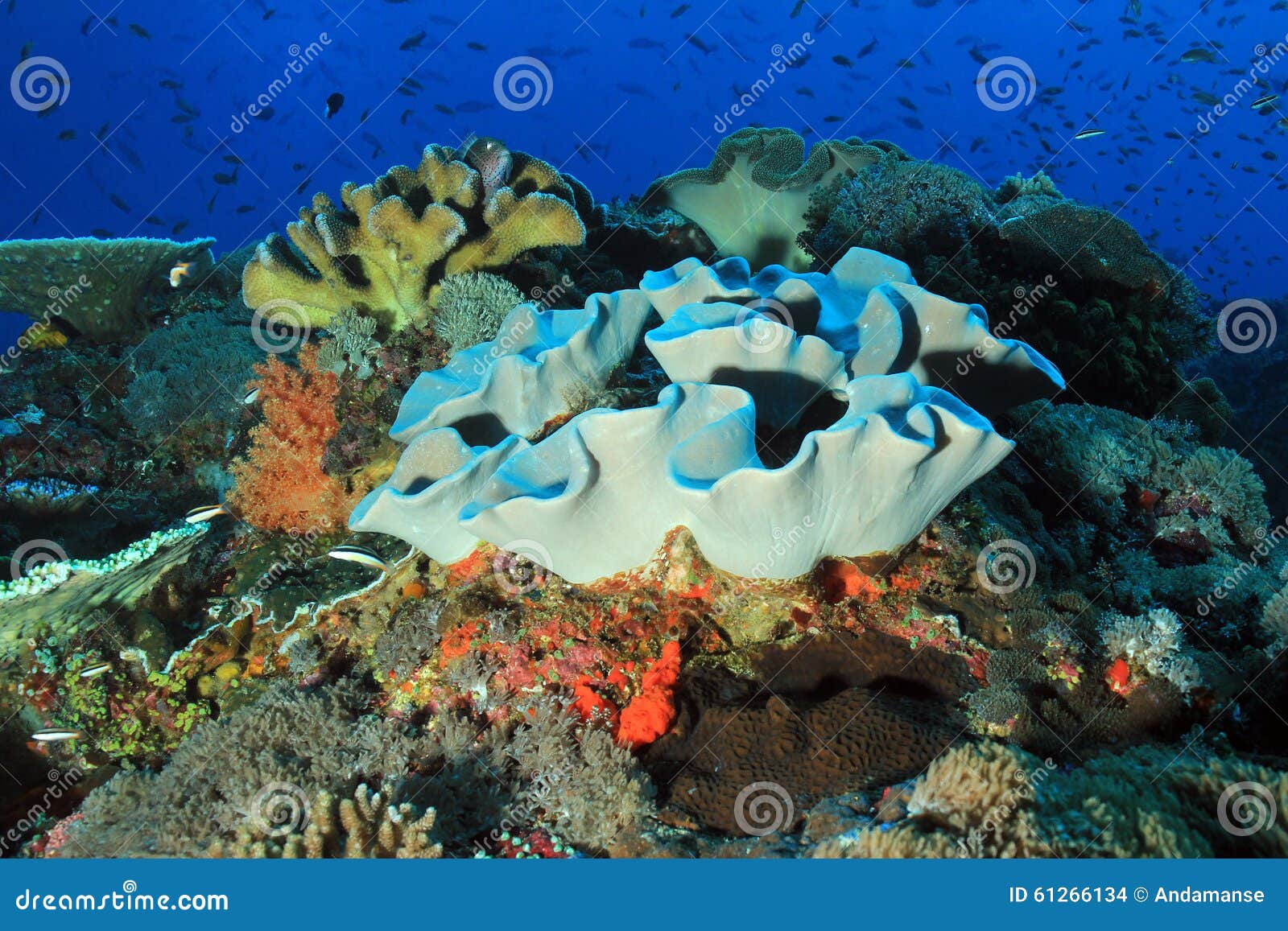Coral Reef Bali photo stock. Image du plongée, triangle - 61266134