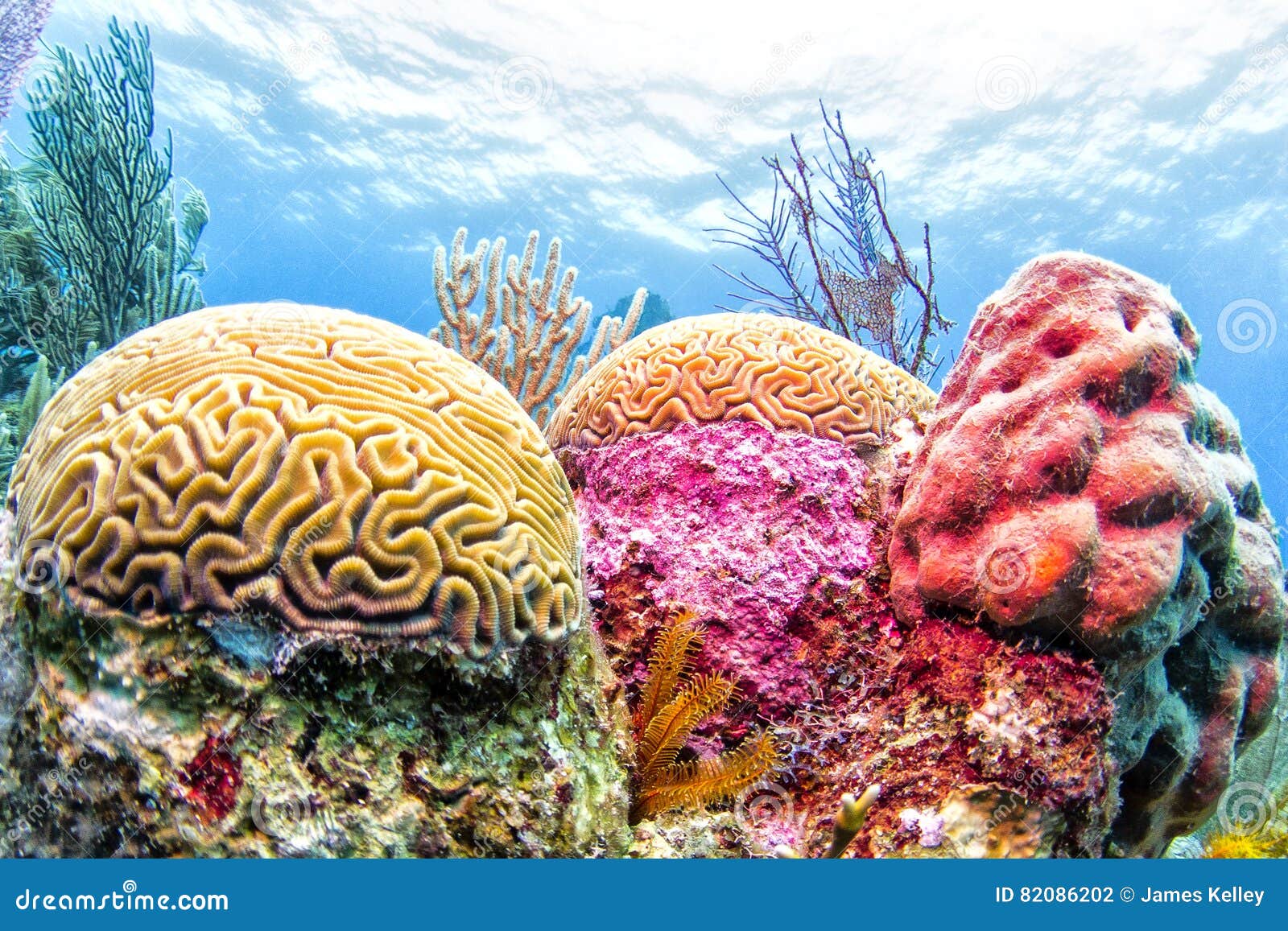An Aggressive Reef Scorpionfish Or Also Known As The Rockfish Or ...