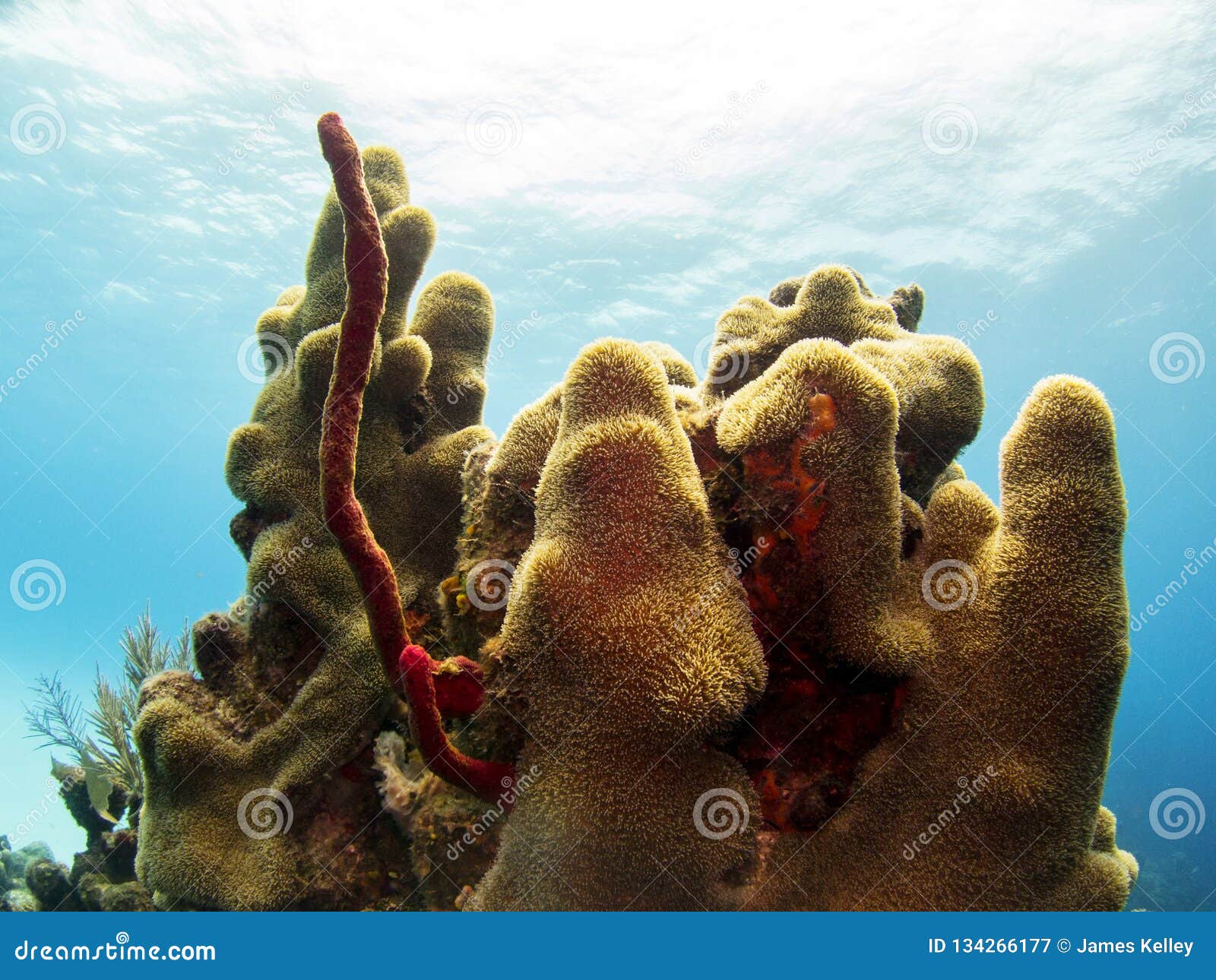 Coral Reef, Belize stock image. Image of belize, natural - 134266177