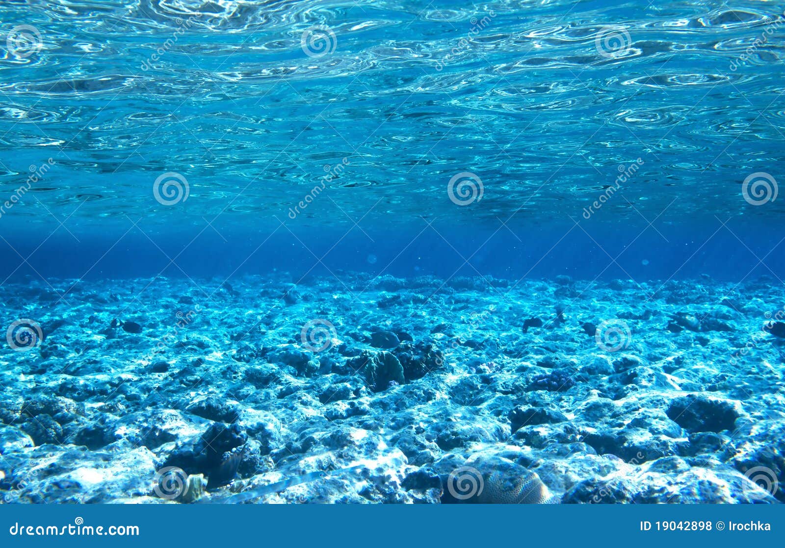 Coral reef in blue sea stock photo. Image of coral, blue - 19042898