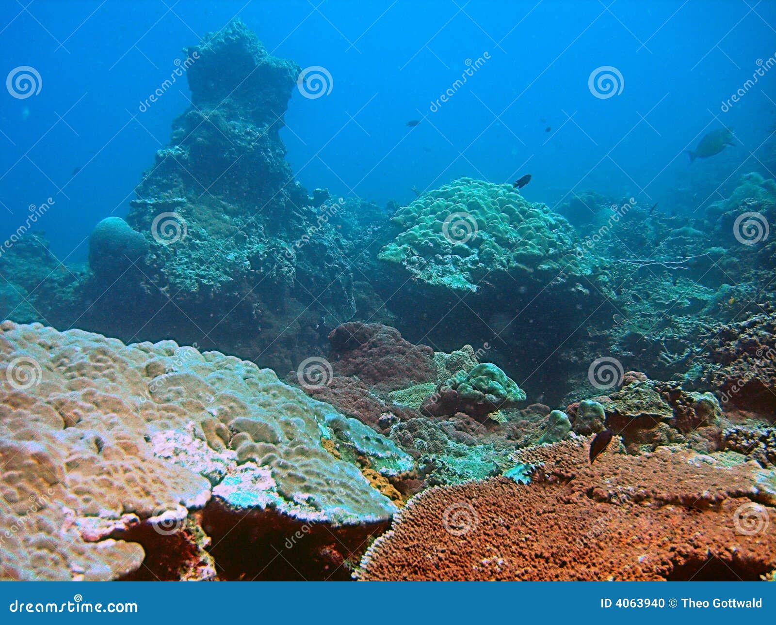 Coral reef in blue sea stock photo. Image of beauty, fish - 4063940
