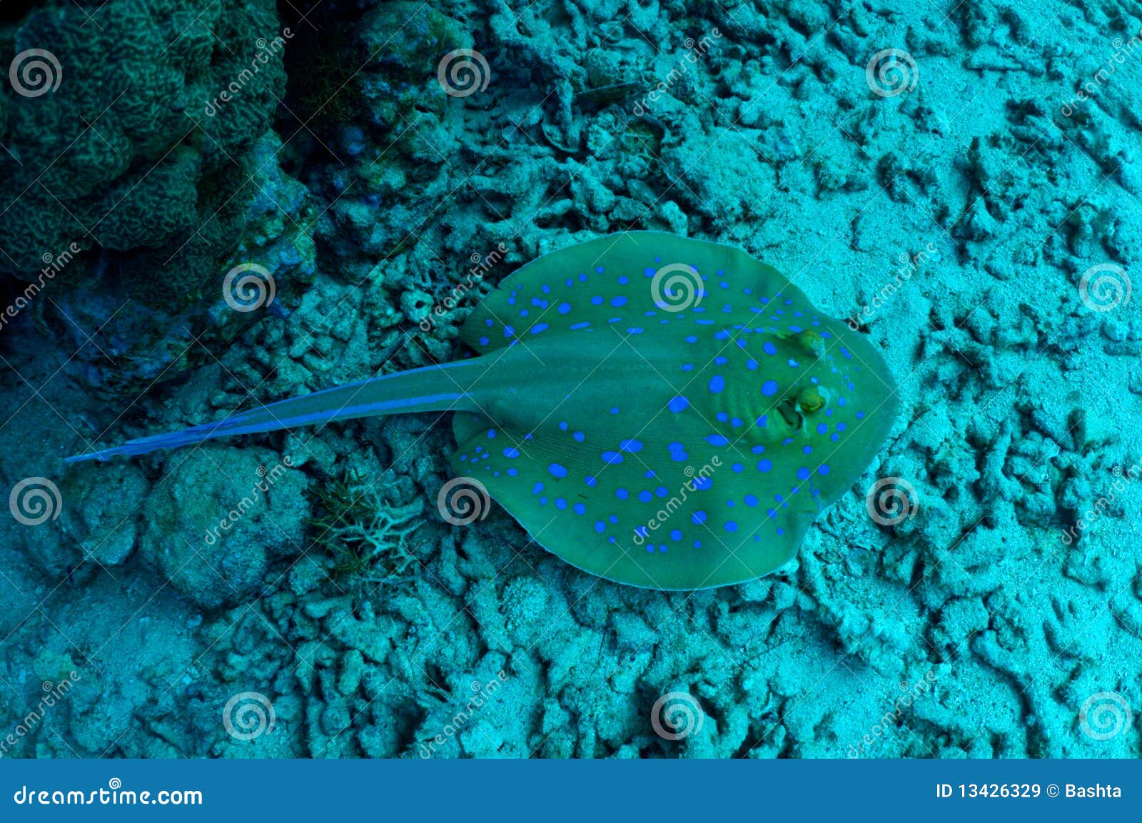 Coral Reef. Blue Spotted Stingray Stock Image - Image of spotted ...