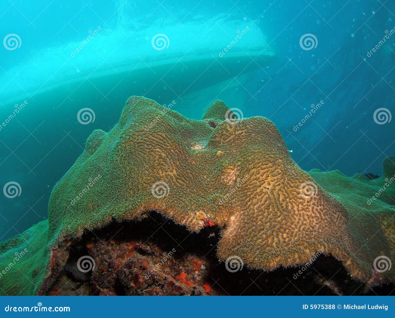 Coral Reef and boat stock photo. Image of boat, crab, pompano - 5975388