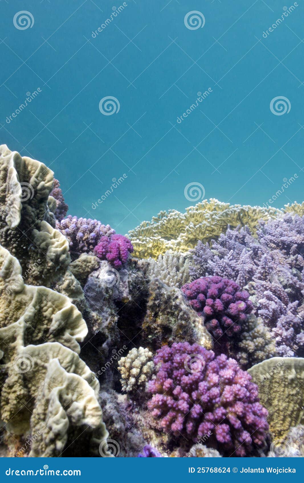 Coral Reef on the Bottom of Red Sea Stock Photo - Image of nature ...