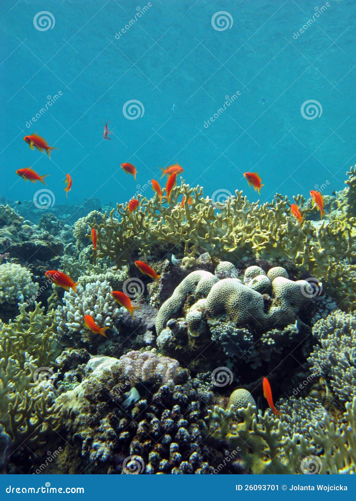 Coral Reef on the Bottom of Red Sea Stock Image - Image of calendar ...