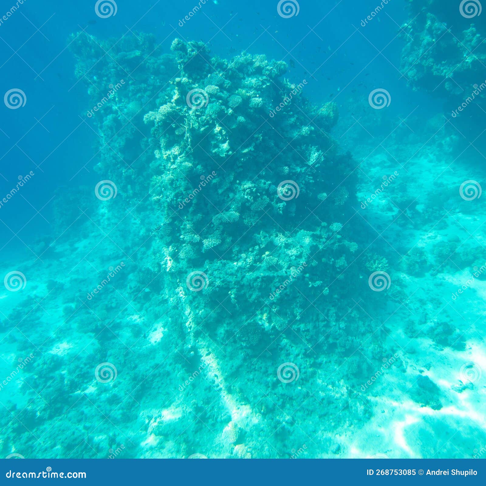 Coral Reef at the Bottom of the Red Sea. Stock Image - Image of ...