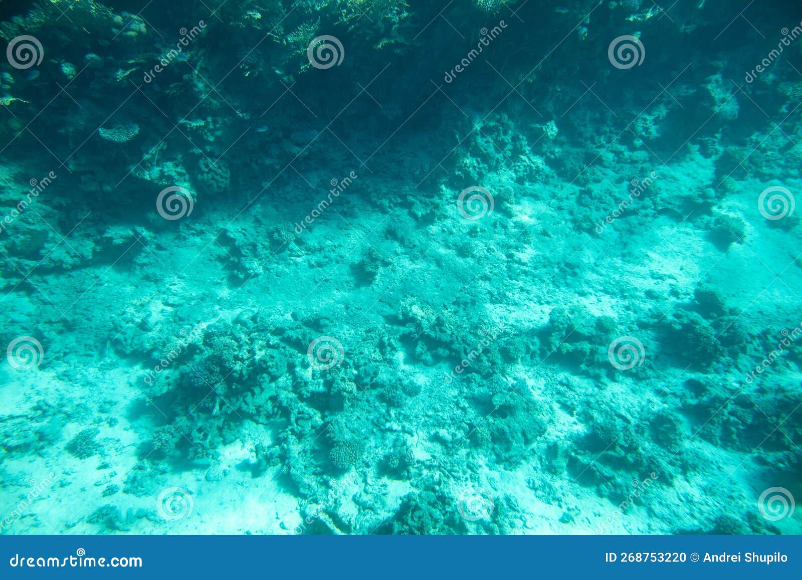 Coral Reef at the Bottom of the Red Sea. Stock Photo - Image of nature ...