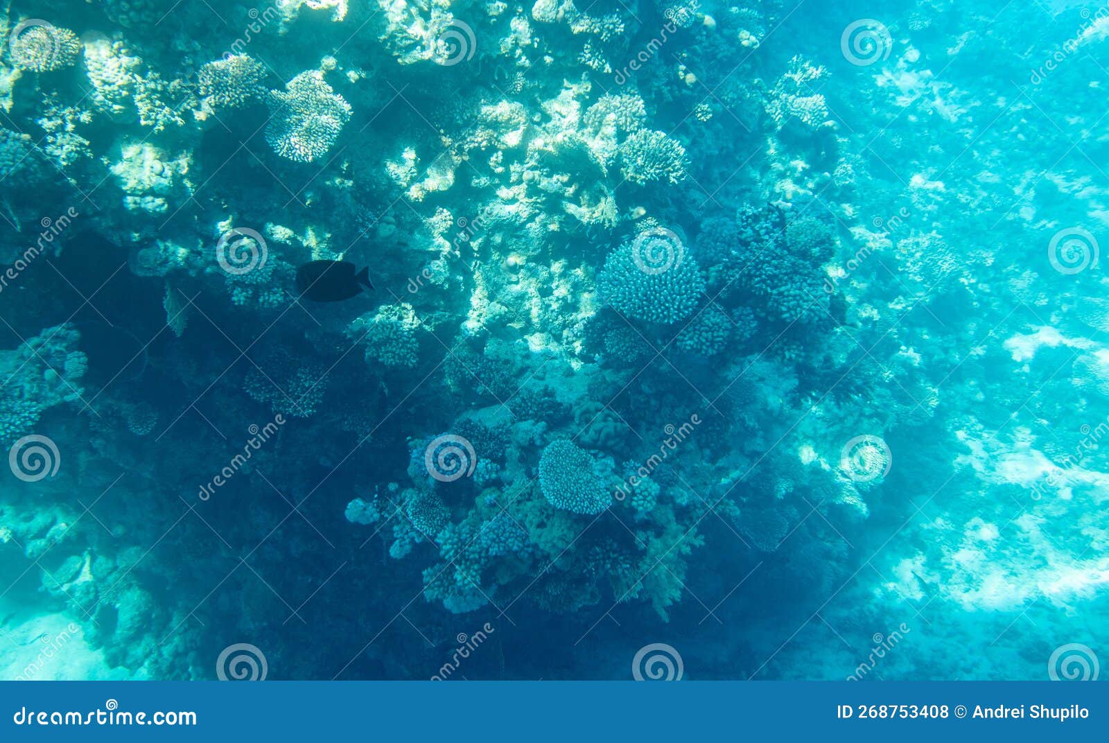 Coral Reef at the Bottom of the Red Sea. Stock Photo - Image of wild ...