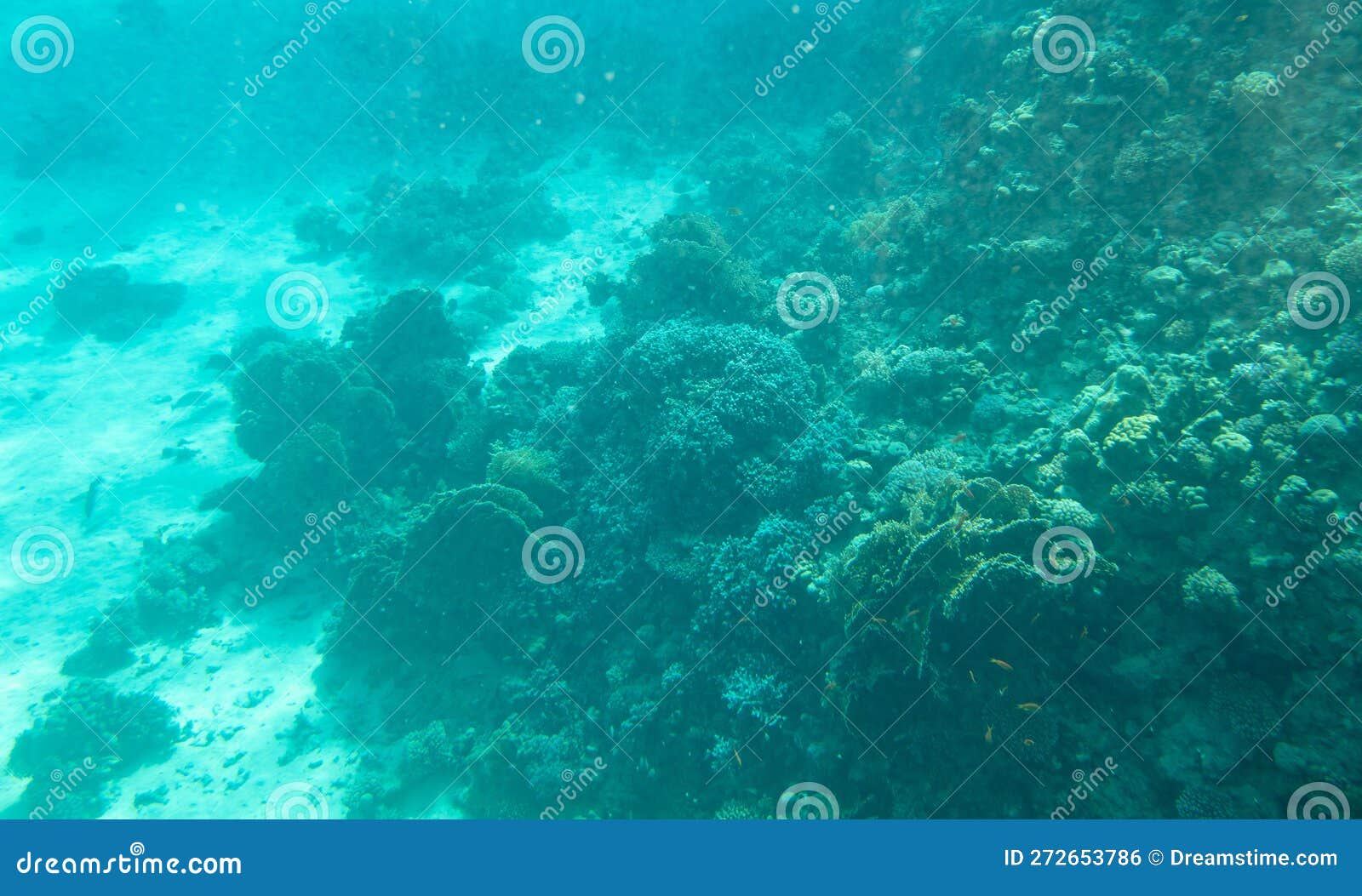 Coral Reef at the Bottom of the Red Sea. Stock Photo - Image of wild ...