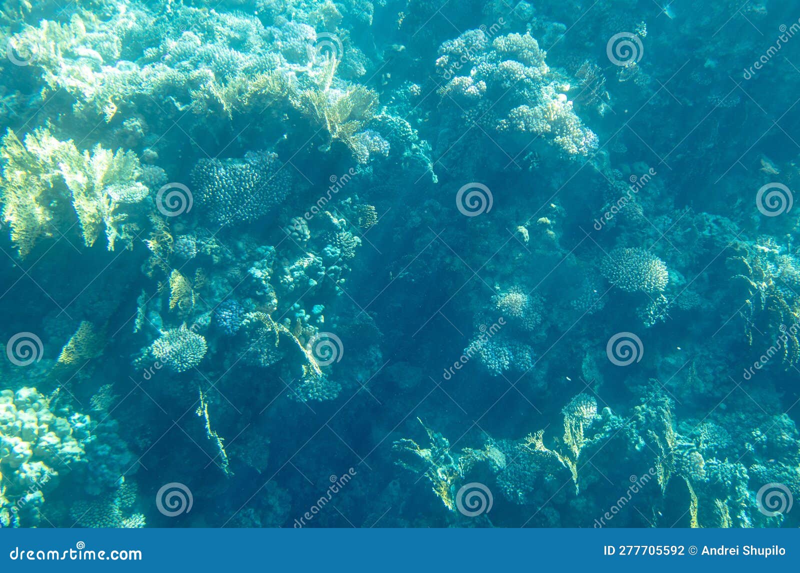 Coral Reef at the Bottom of the Red Sea. Stock Photo - Image of diving ...