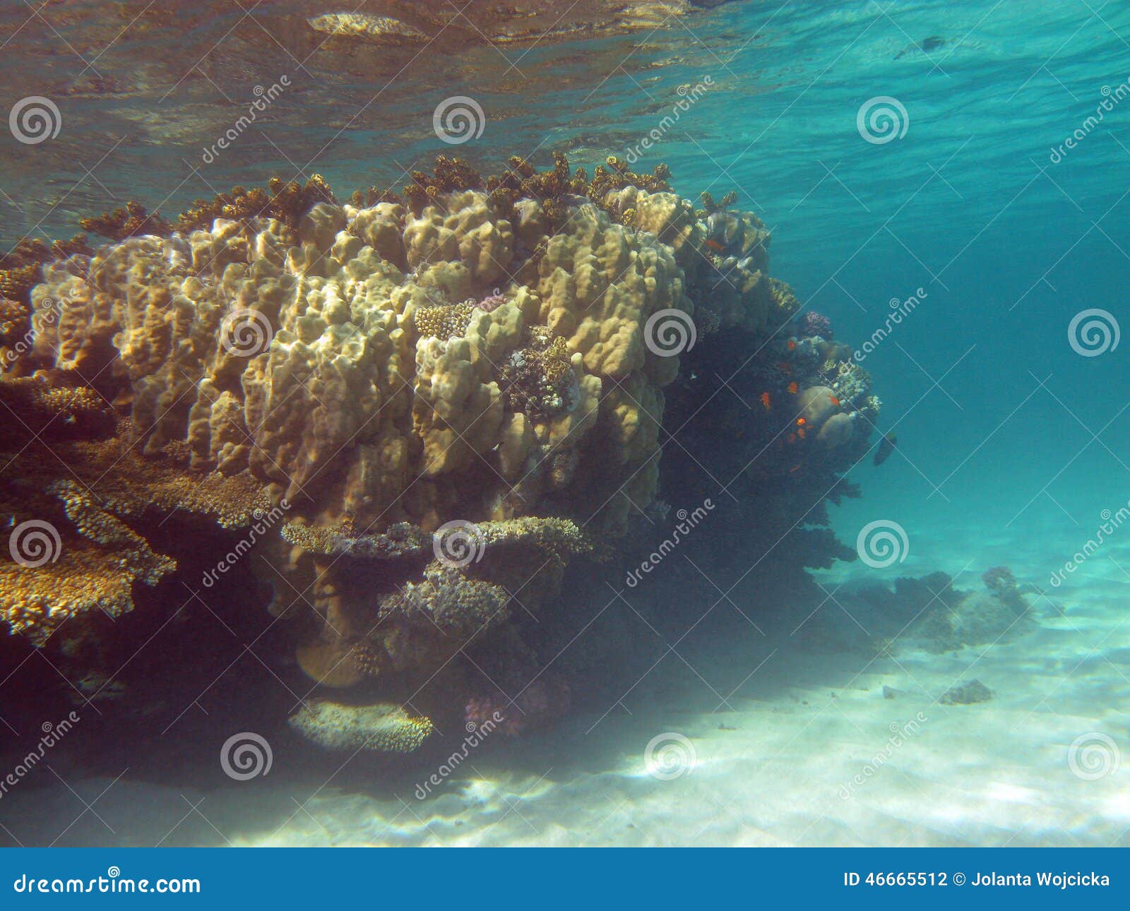 Coral Reef at the Bottom of Tropical Sea Under the Water Surface Stock ...