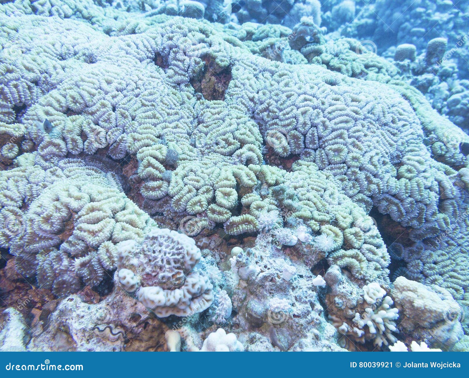 Coral Reef at the Bottom of Tropical Sea, Underwater Stock Image ...