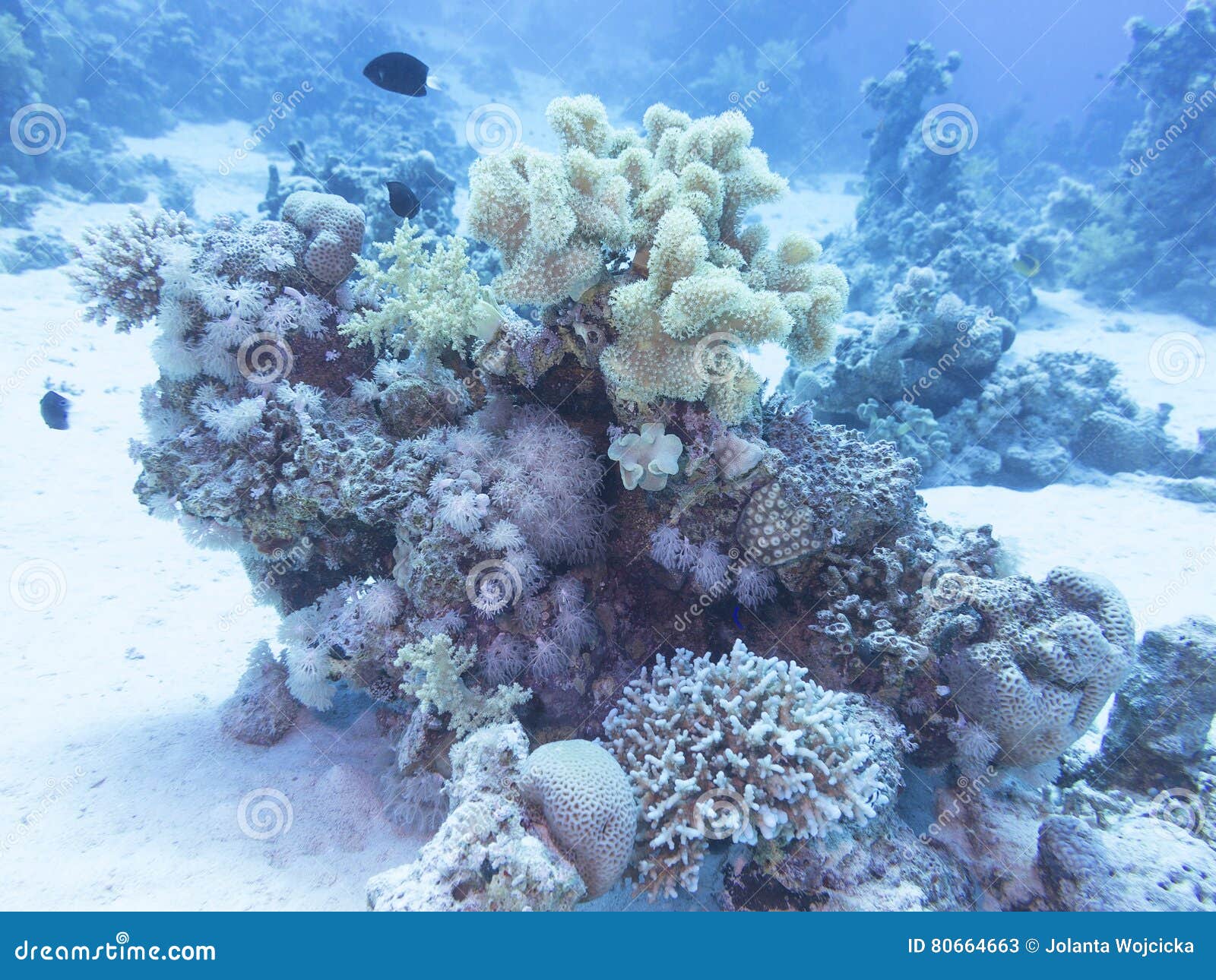 Coral Reef at the Bottom of Tropical Sea, Underwater Stock Image ...