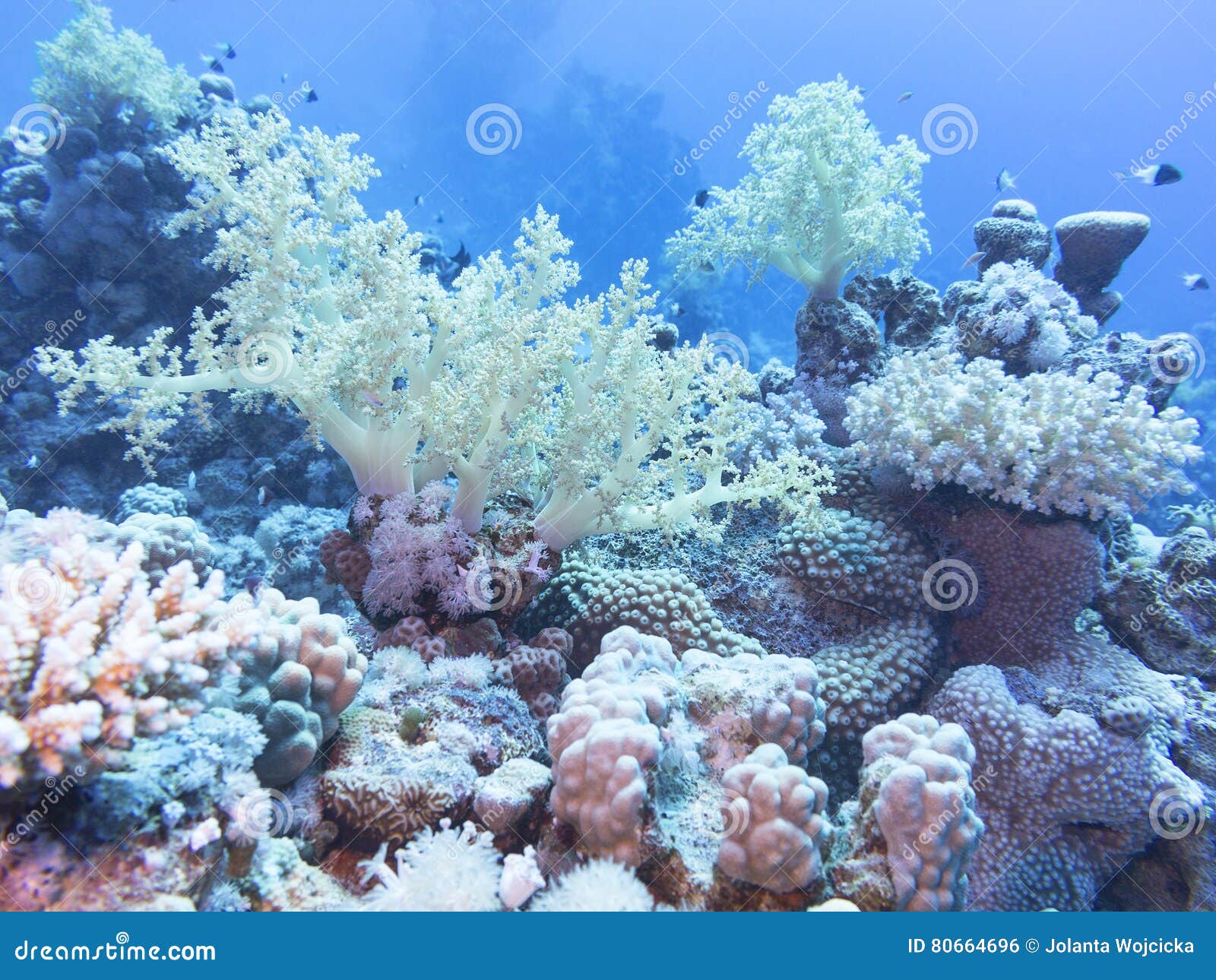 Coral Reef at the Bottom of Tropical Sea, Underwater Stock Photo ...