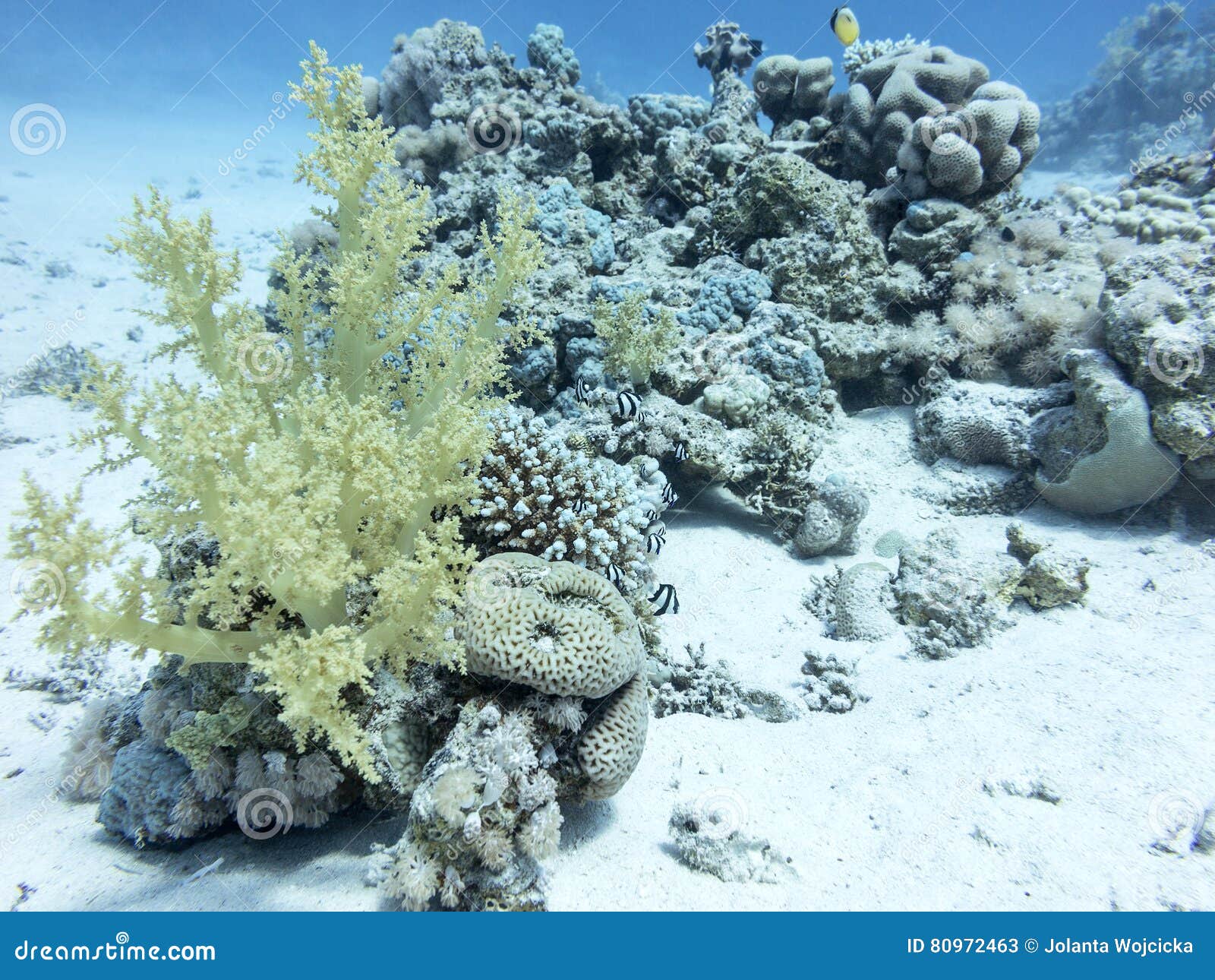 Coral Reef at the Bottom of Tropical Sea, Underwater Stock Image ...