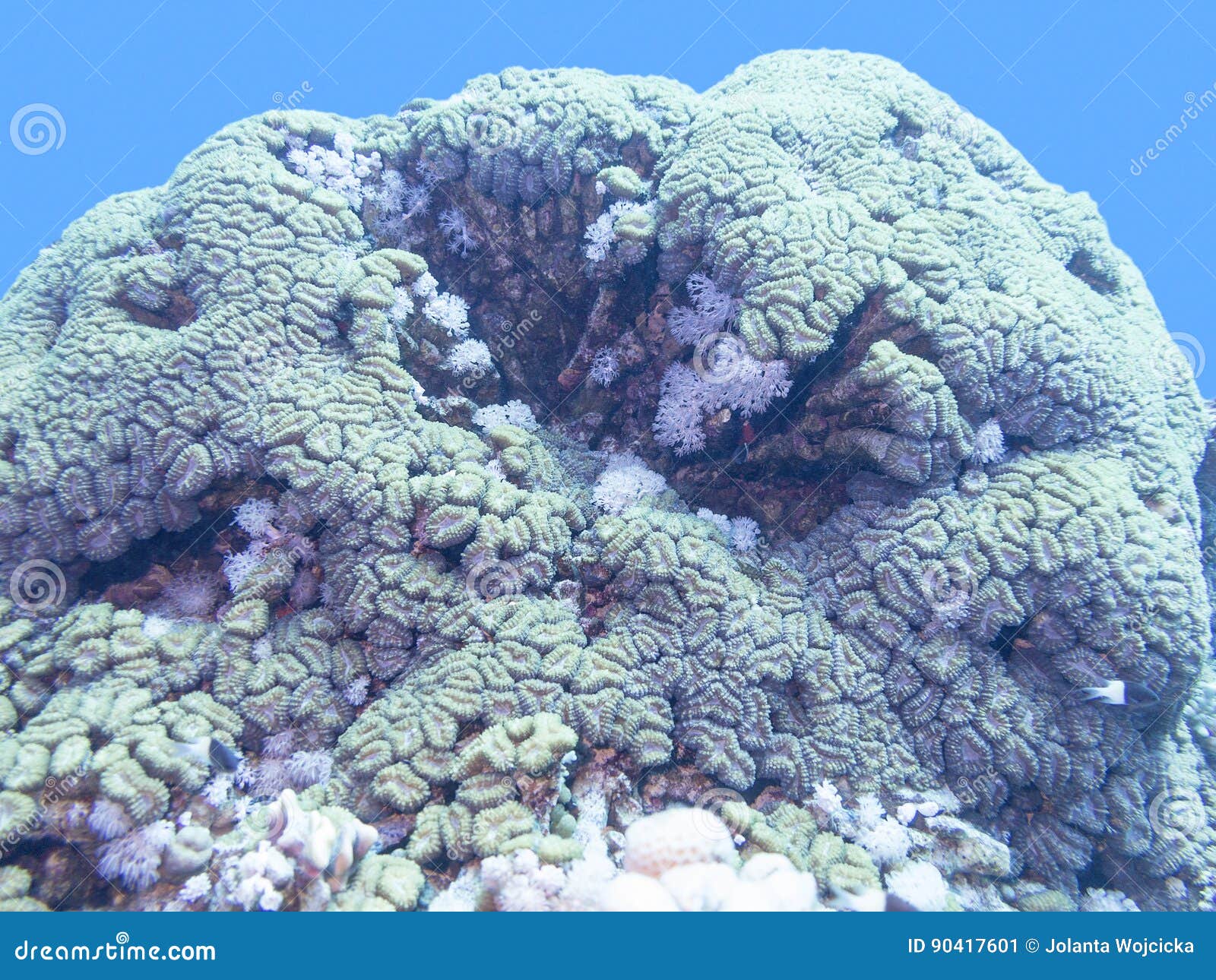 Coral Reef at the Bottom of Tropical Sea Stock Image - Image of aquatic ...