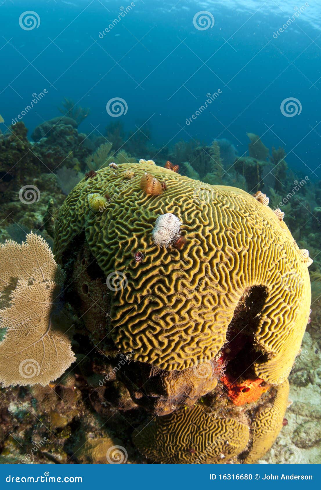Coral reef brain coral stock photo. Image of animals - 16316680