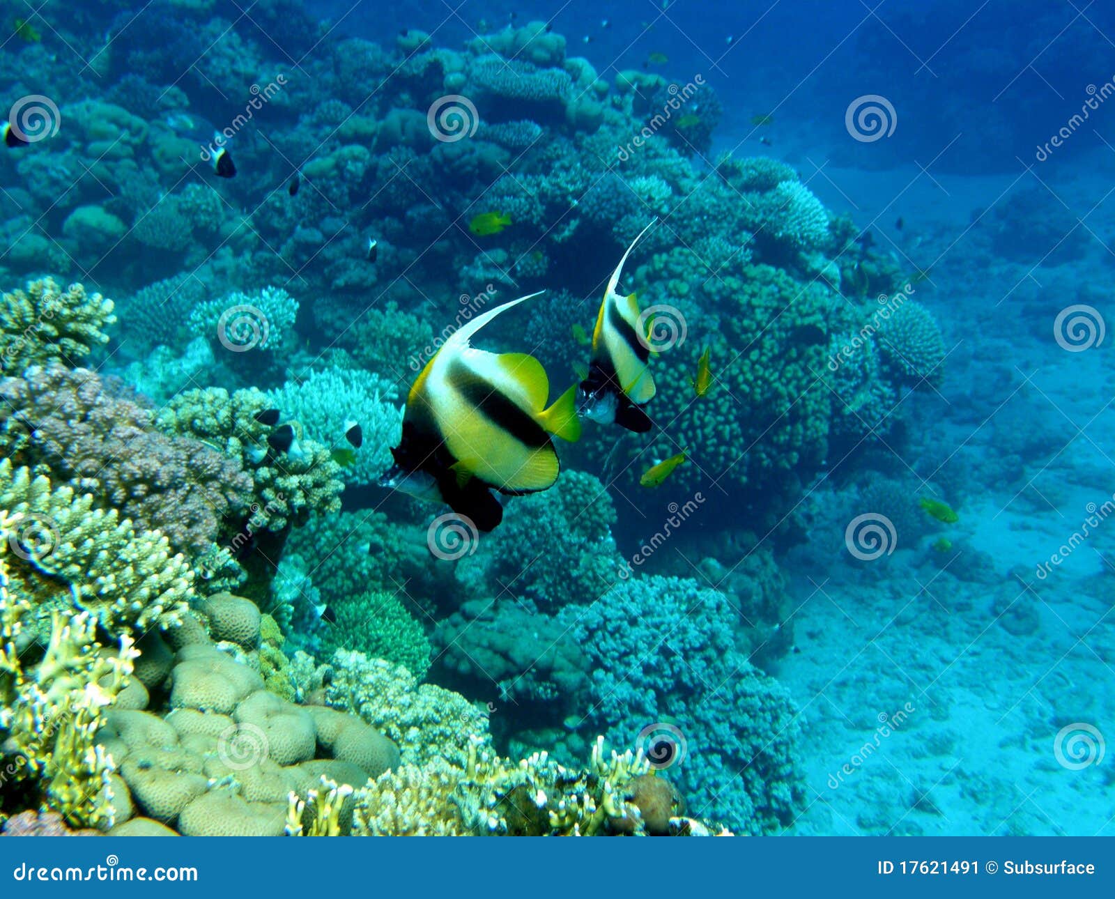 Coral Reef Clear Blue with Banner Fish Stock Image - Image of scuba ...