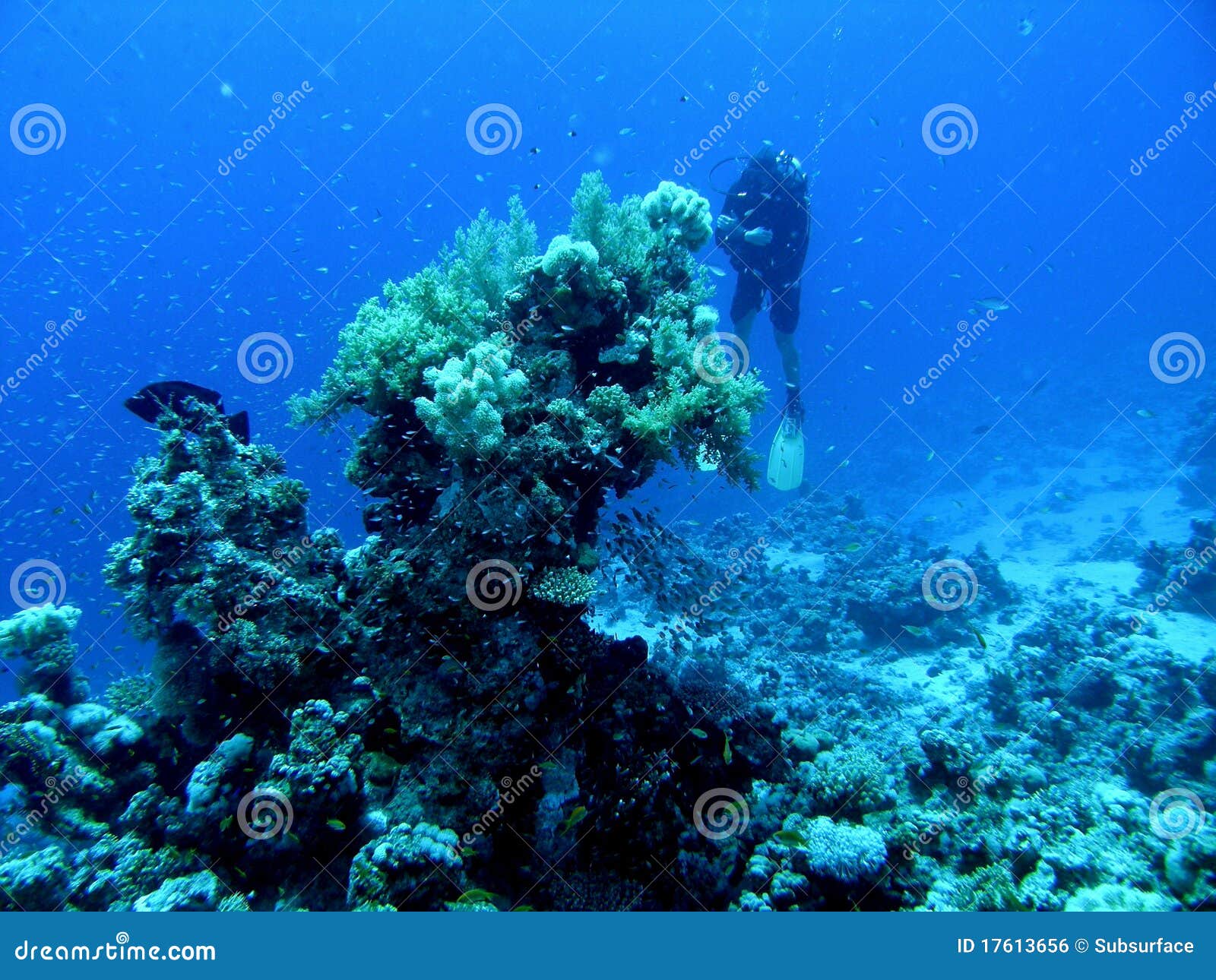 Coral Reef Clear Blue with Diver Stock Photo - Image of reef, blue ...