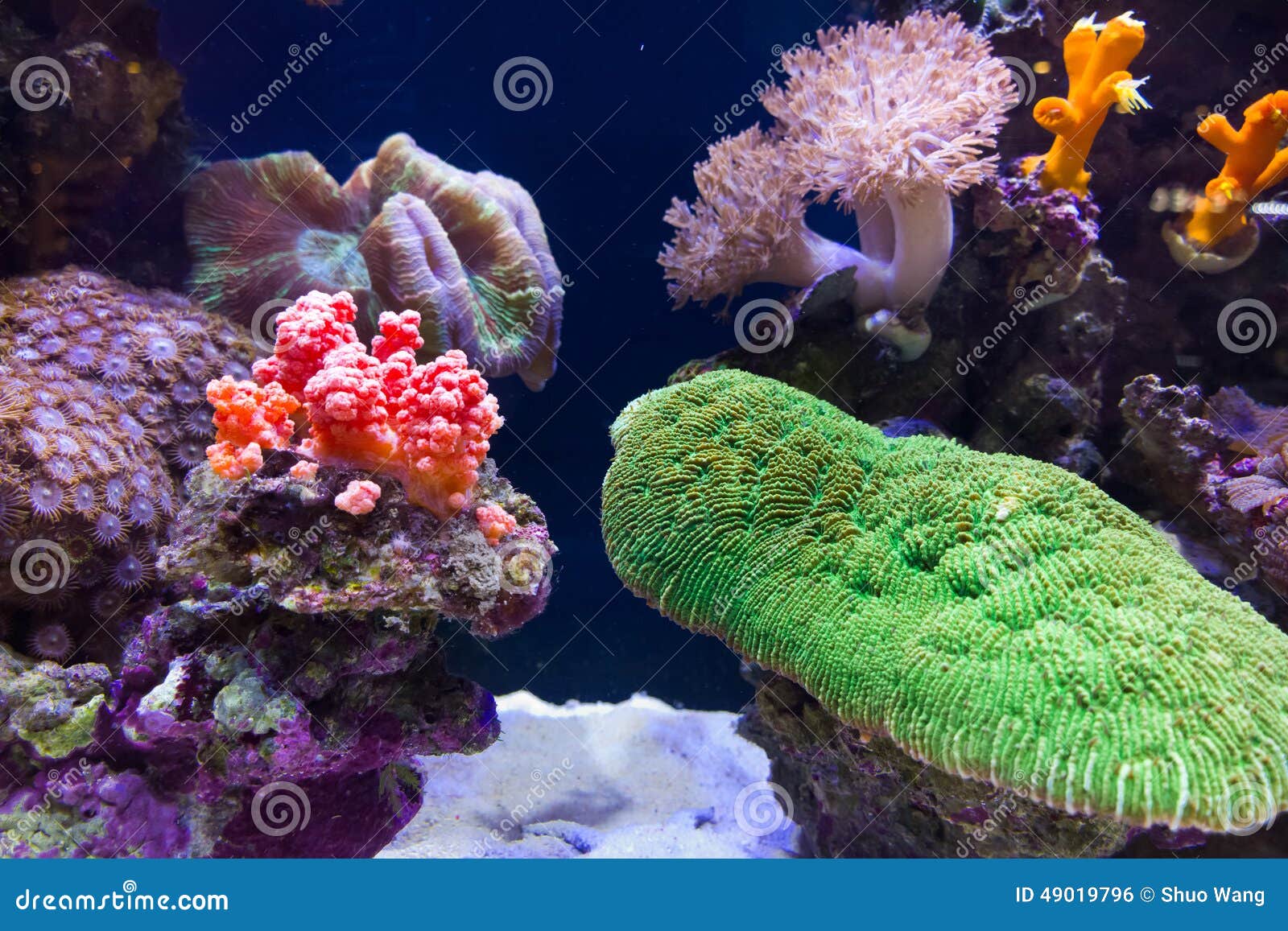 Coral Reef stock photo. Image of deep, emperor, seashore - 49019796