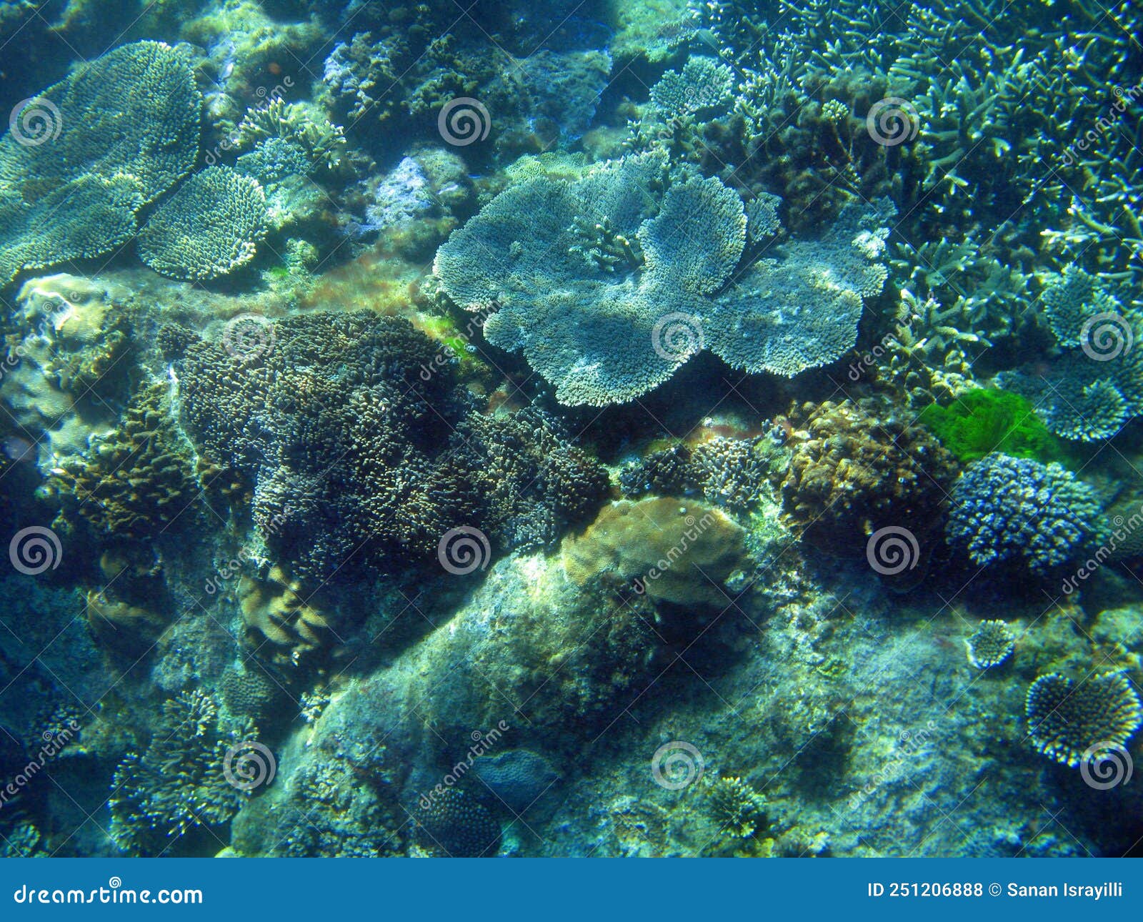 Coral Reefcolourful Corals Growing on the Sea Bed Stock Photo - Image ...