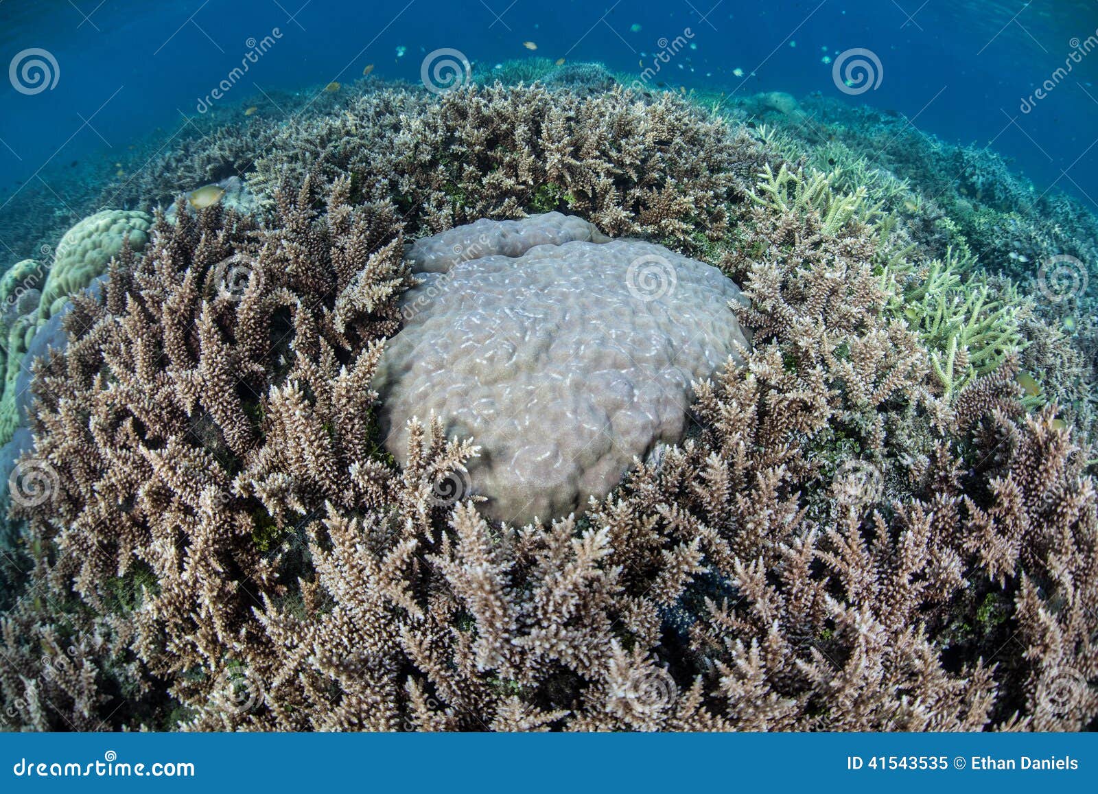 Coral Reef Competition imagen de archivo. Imagen de travieso - 41543535