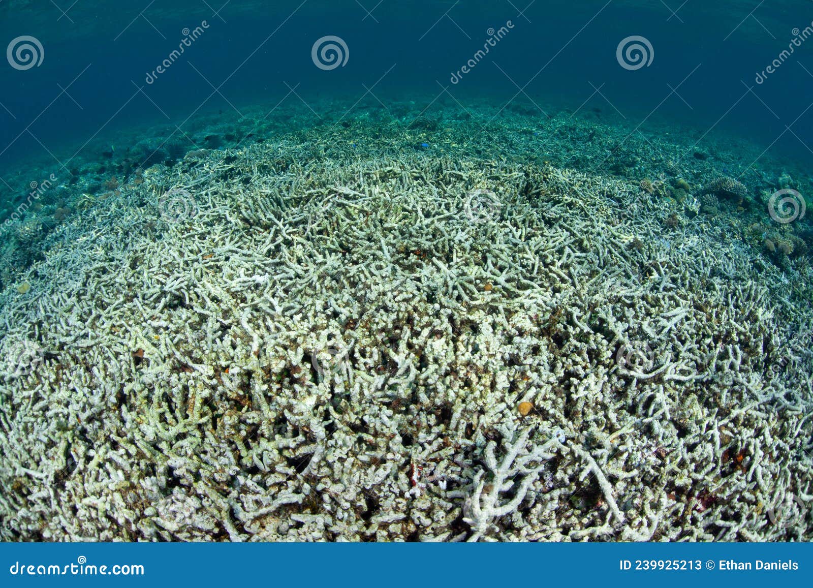 Destroyed Coral Reef in Indonesia Stock Image - Image of conservation ...