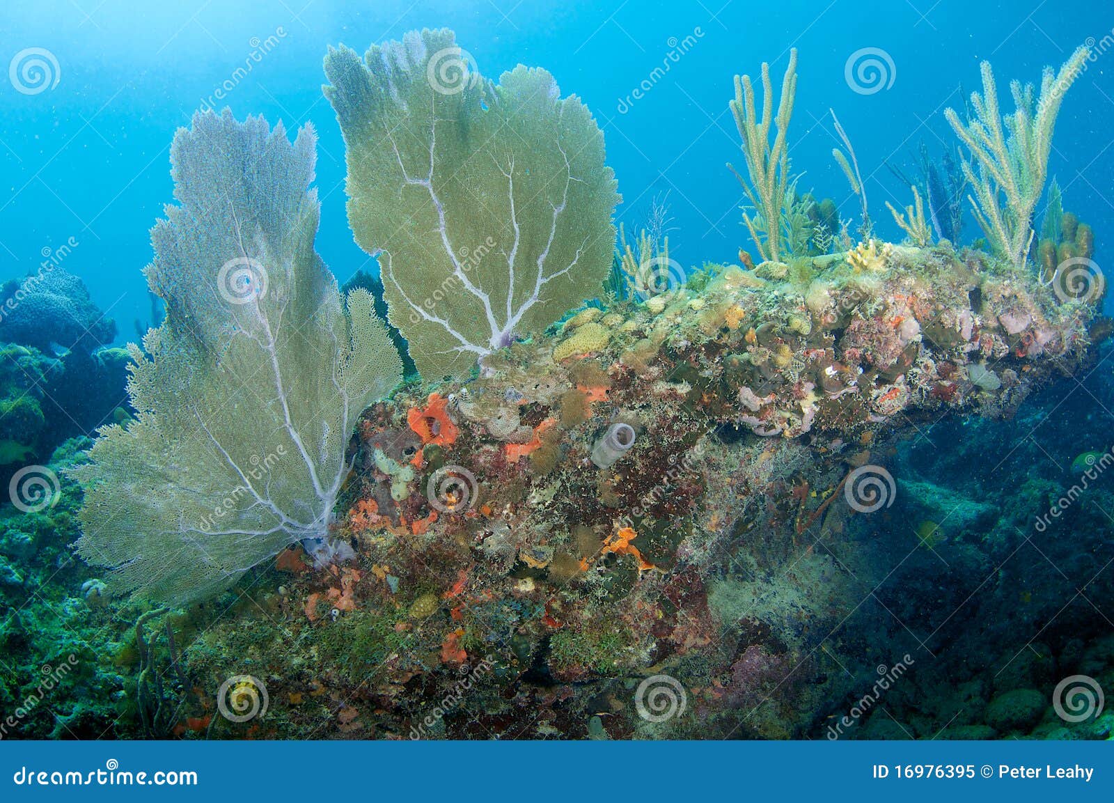 Coral Reef Composition. stock image. Image of florida - 16976395
