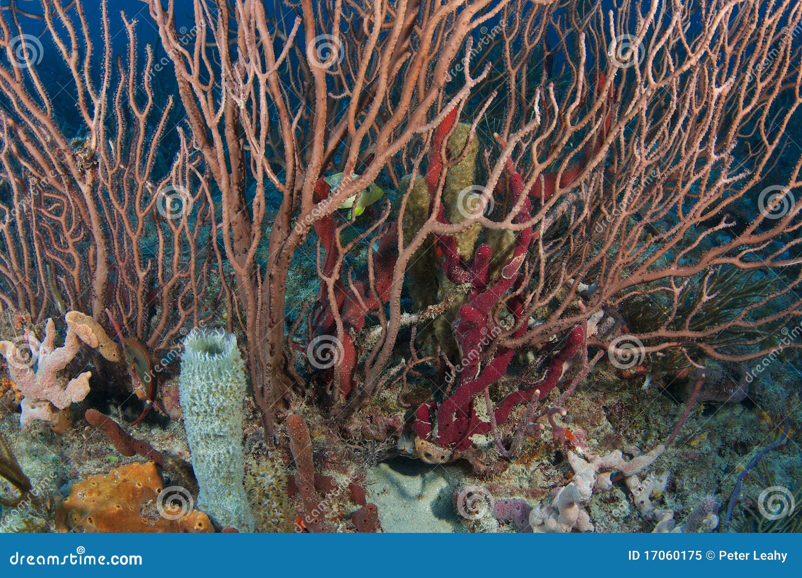 Coral Reef Composition. stock image. Image of gills, endangered - 17060175