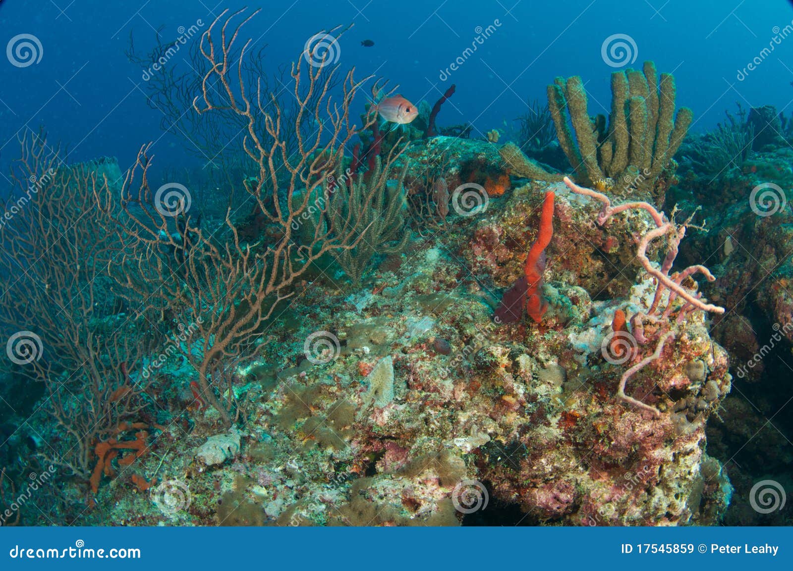 Coral Reef Composition with Fish Aggregation Stock Image - Image of ...