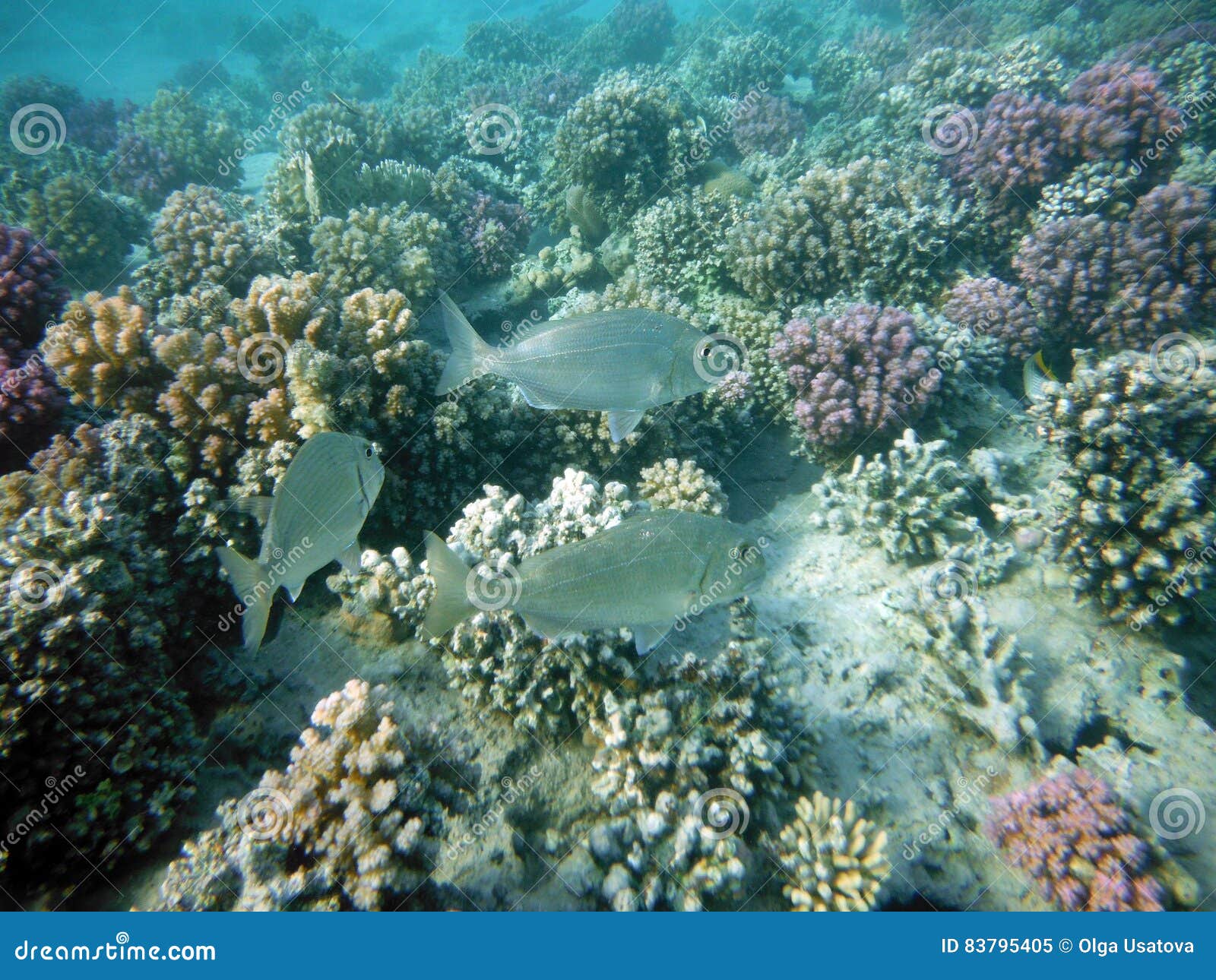 Coral Reef with creatures stock image. Image of marine - 83795405