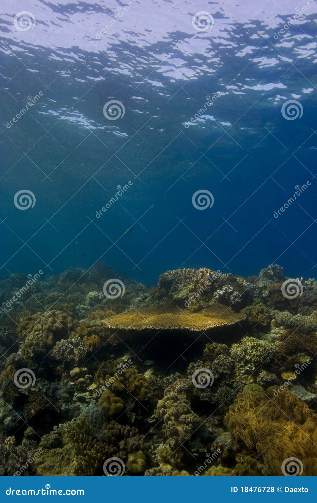 Coral Reef Crest Under the Surface Stock Photo - Image of habitat ...