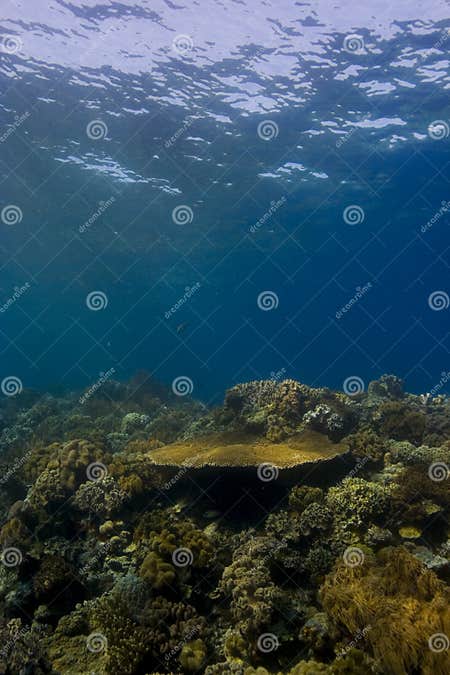 Coral Reef Crest Under the Surface Stock Photo - Image of habitat ...