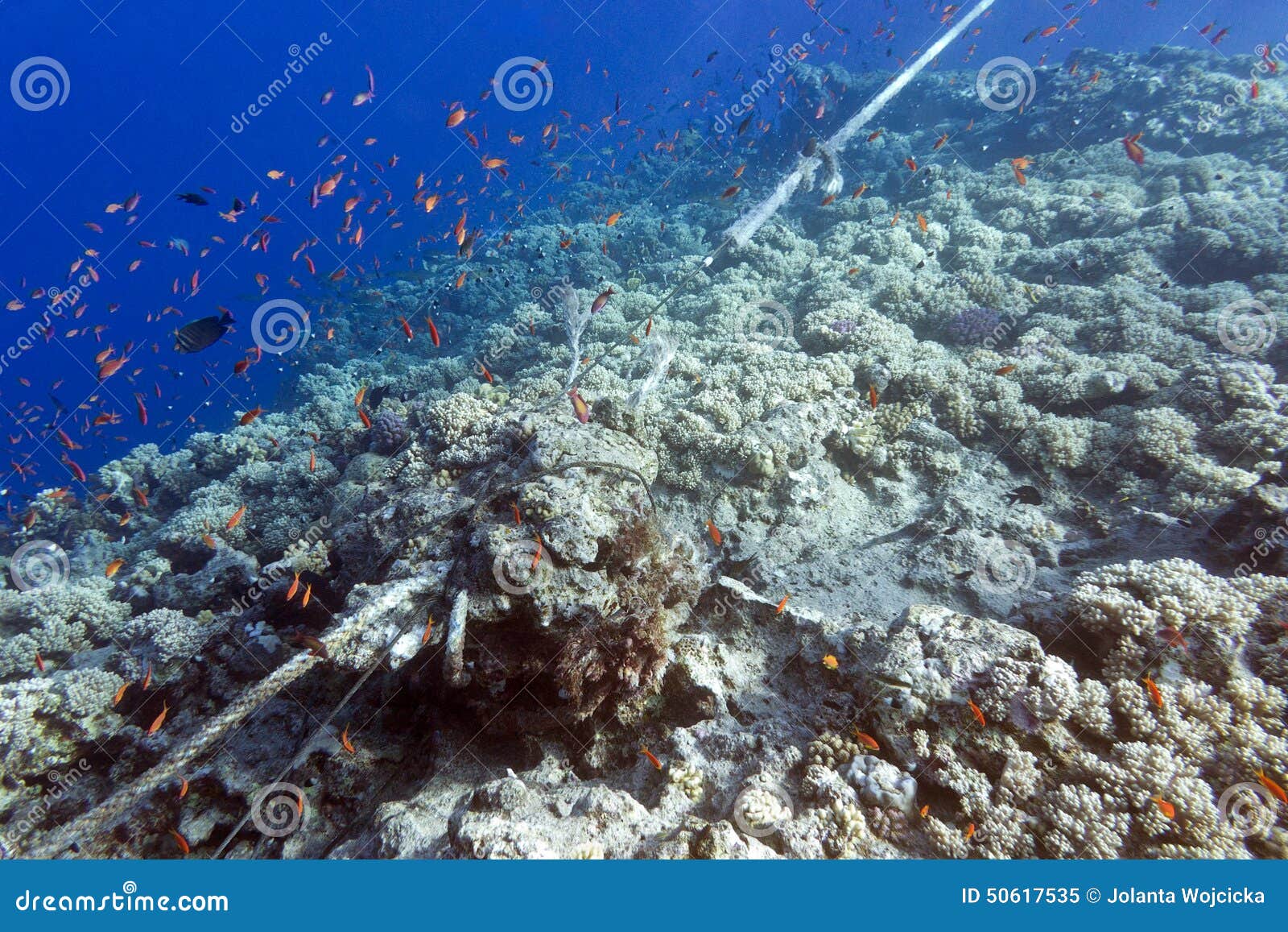 Coral Reef Destroyed by the Mooring Line Stock Image - Image of ...