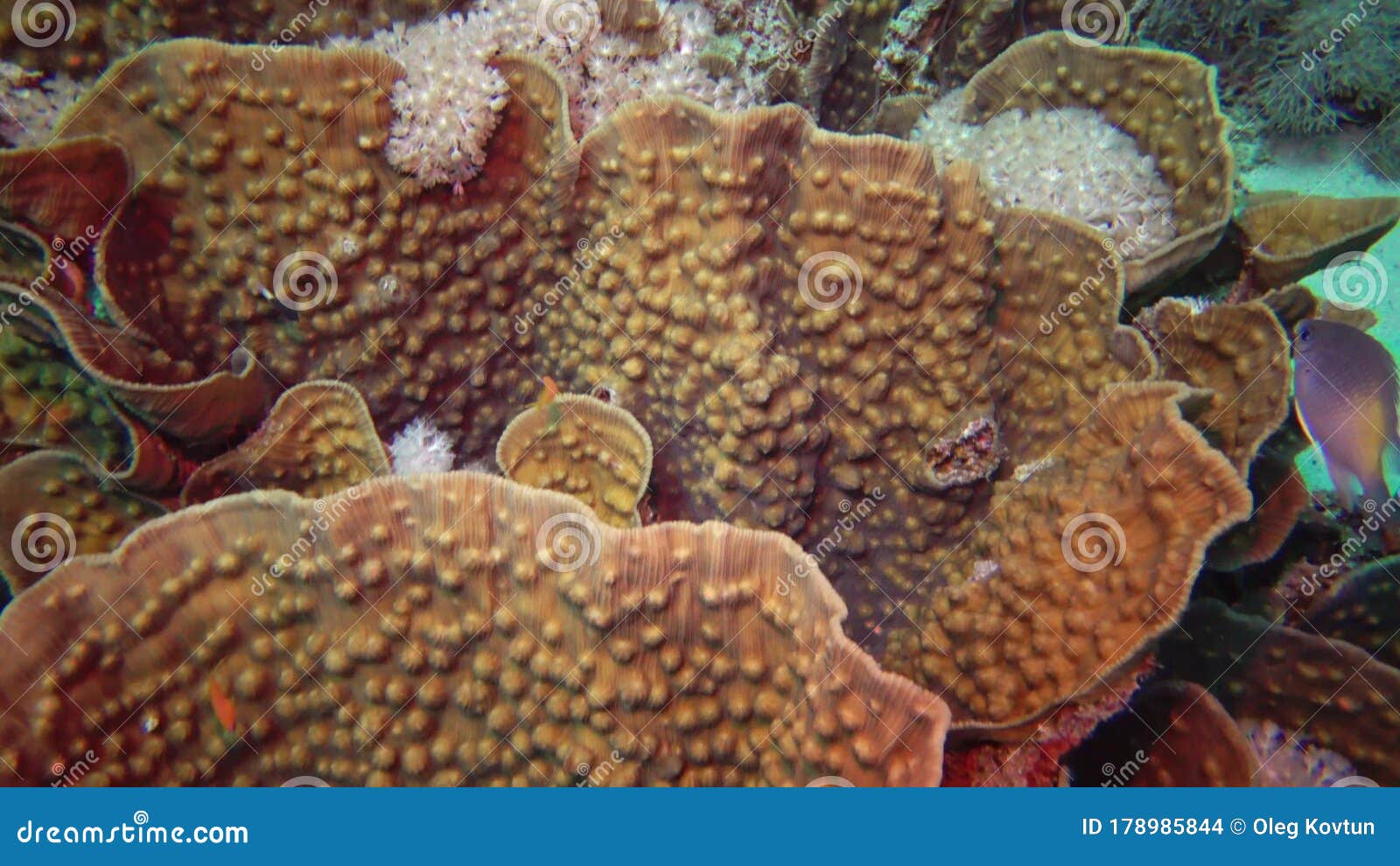 Coral Reef, Different Types of Coral and Tropical Fish. Nature of the ...