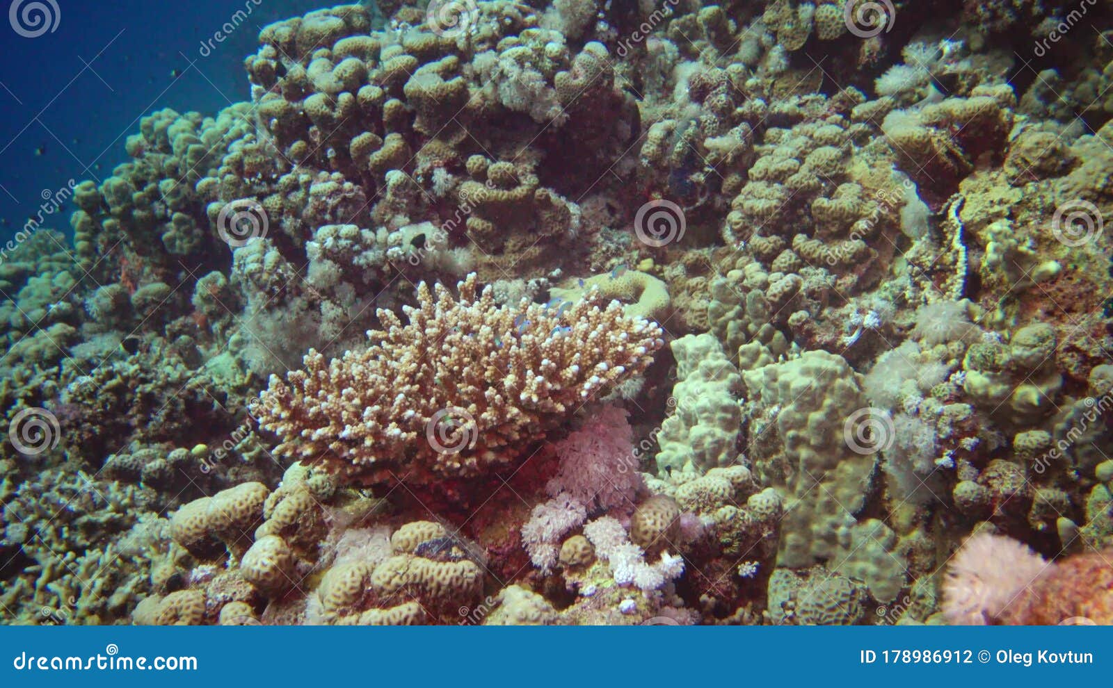 Coral Reef, Different Types of Coral and Tropical Fish. Nature of the ...