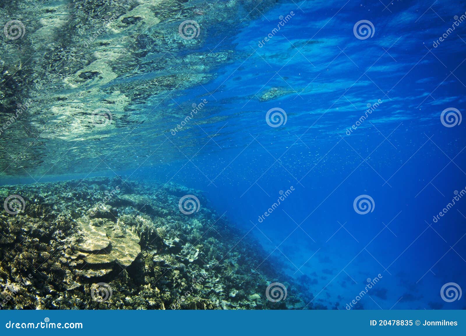 Coral reef drop off stock image. Image of destinations - 20478835