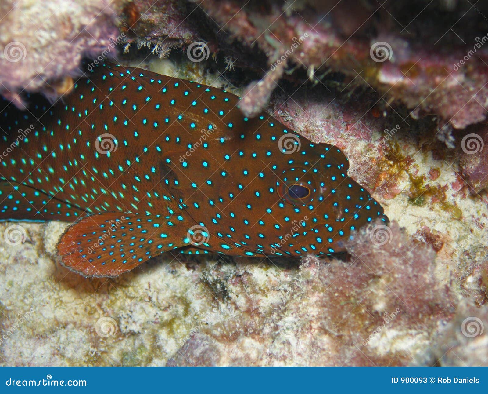 Coral Reef Dweller stock image. Image of hobby, great, fish - 900093