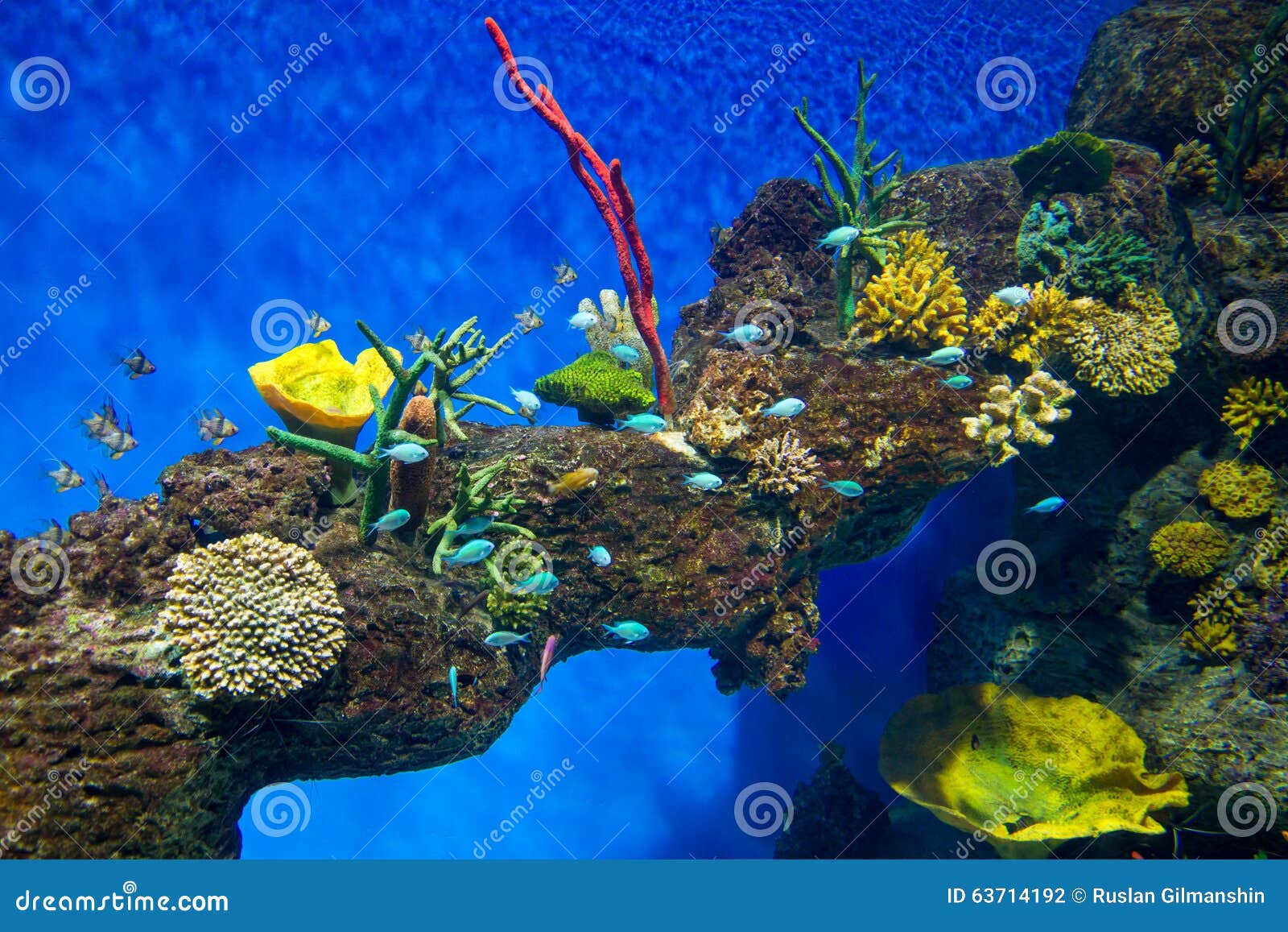 Coral Reef E Pesce Tropicale Al Sole Fotografia Stock - Immagine di ...